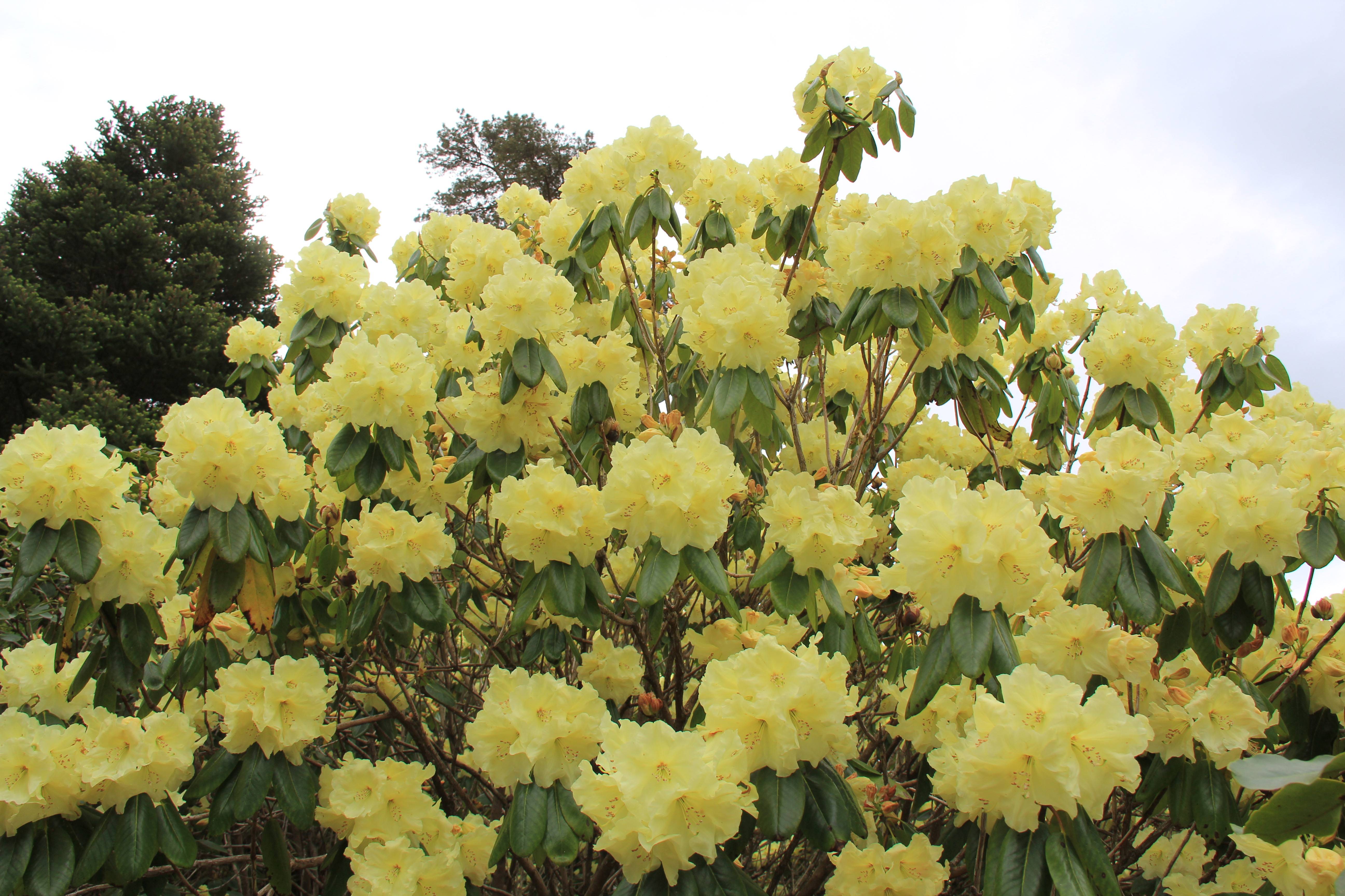10. The yellow ribbon | The University Gardens | UiB