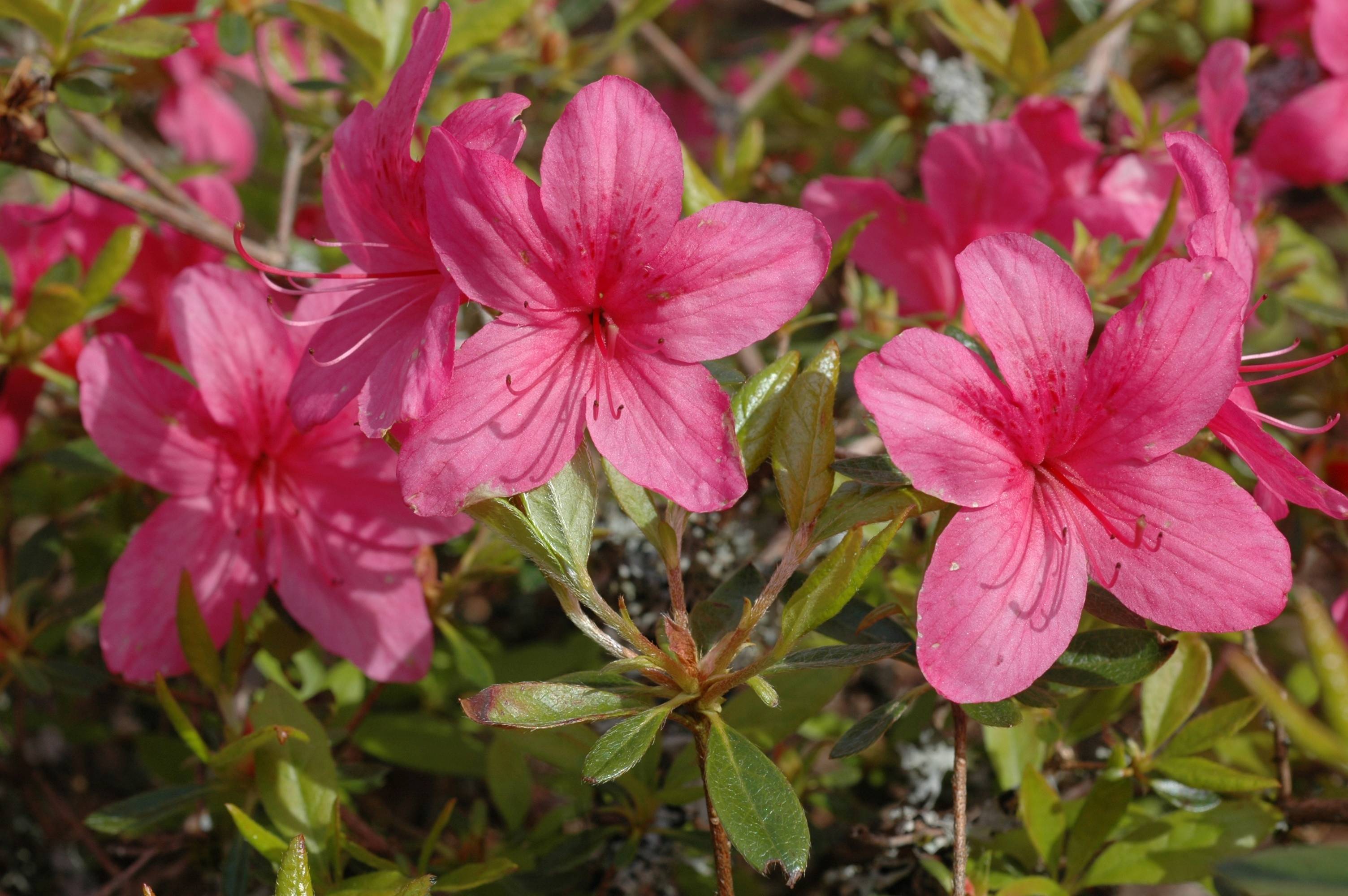 16. Japanese Azaleas | The University Gardens | UiB