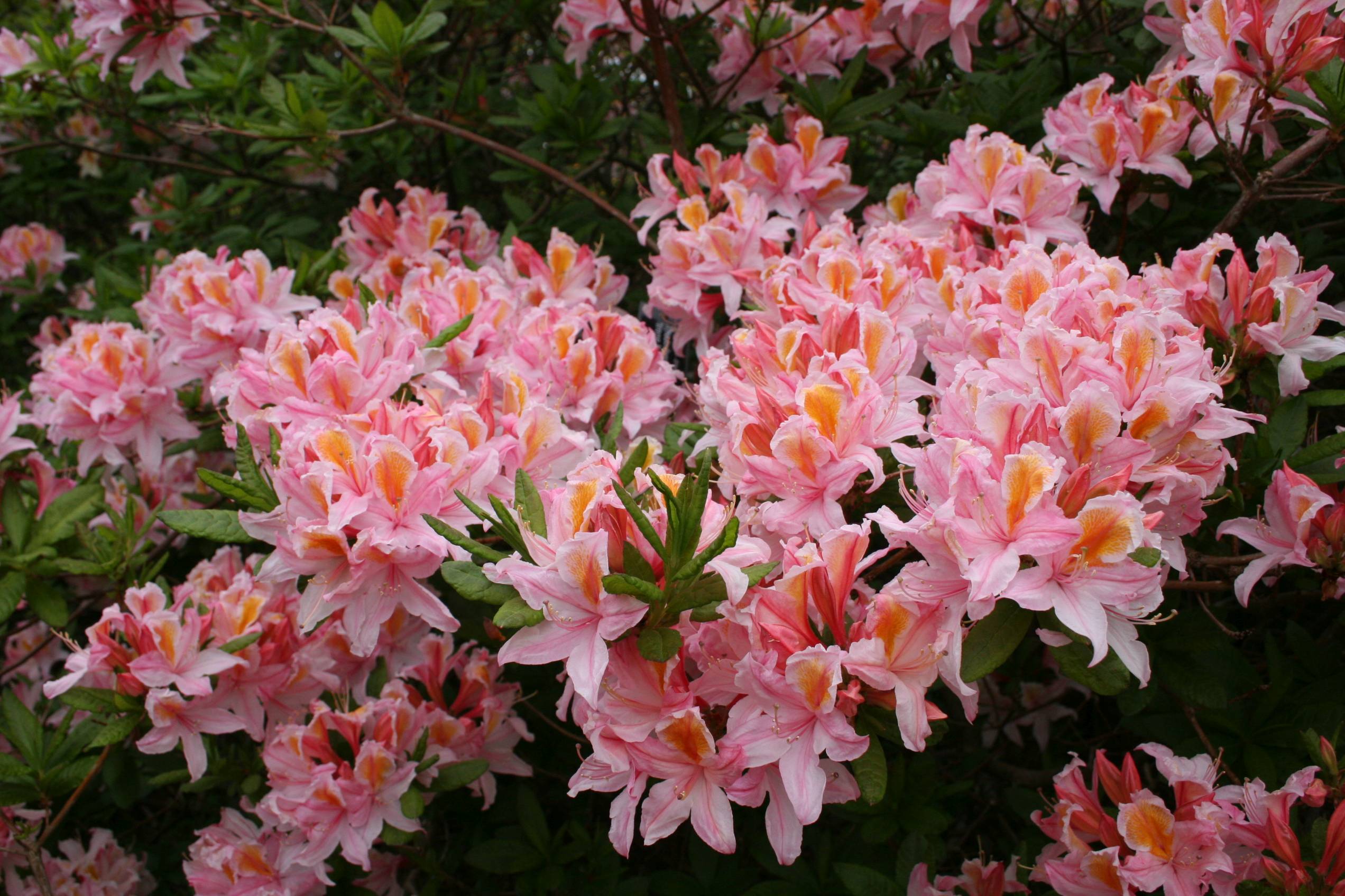 19. American Azaleas | The University Gardens | UiB