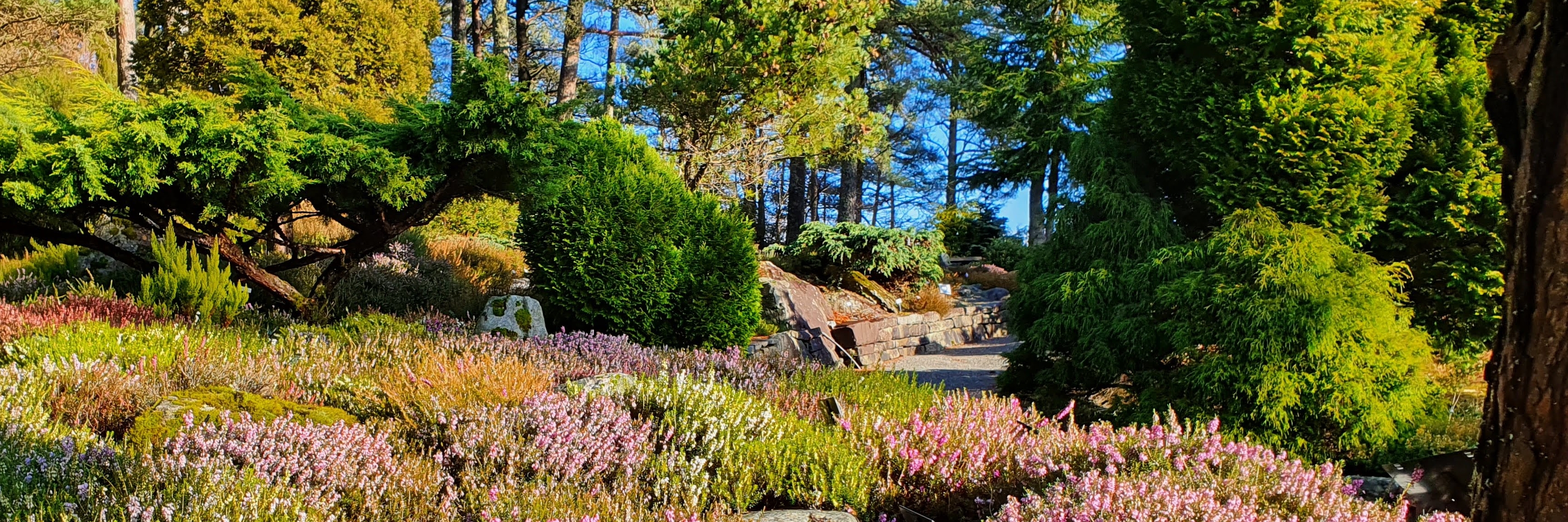 The heather garden | The University Gardens | UiB