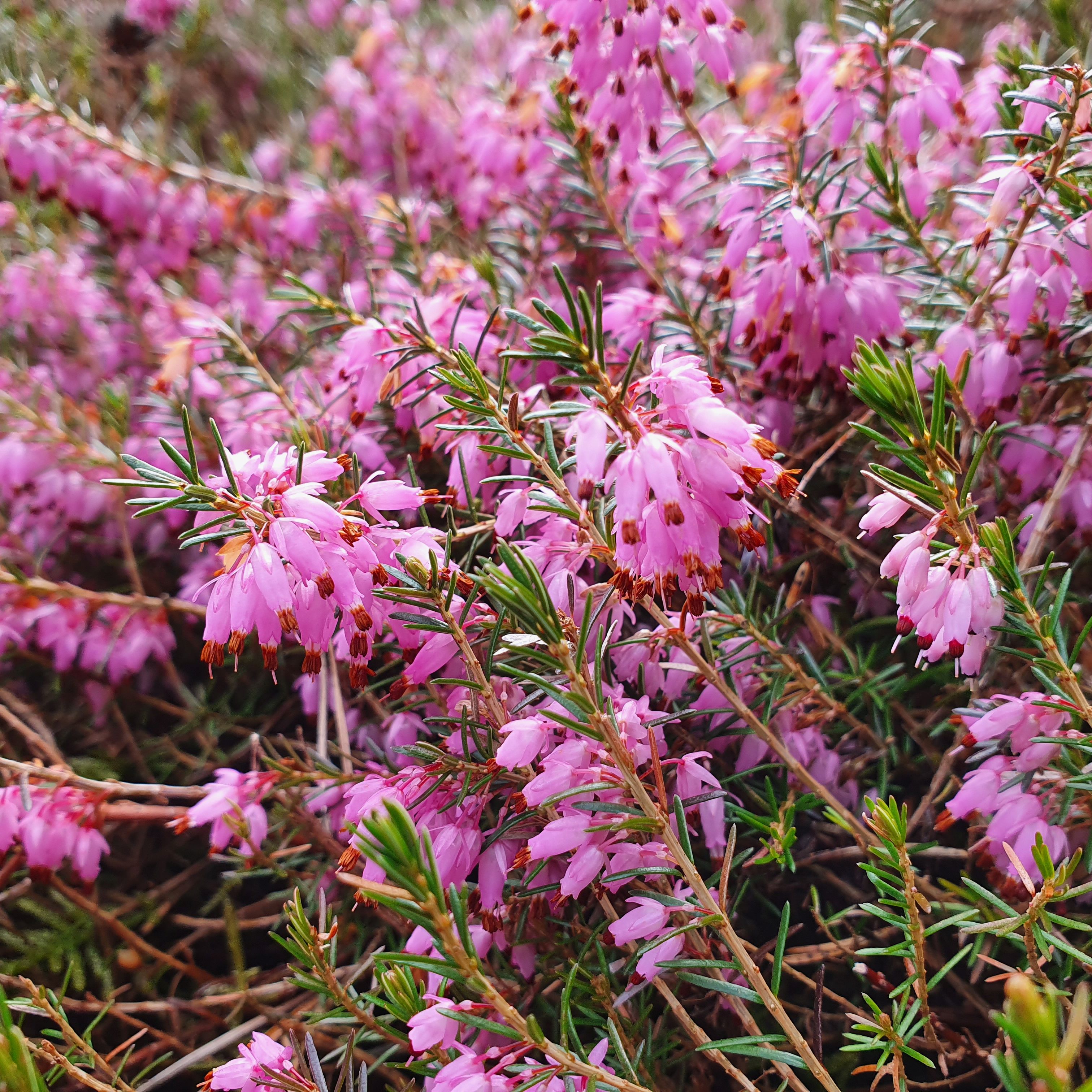 Heathers Flowers | Best Flower Site