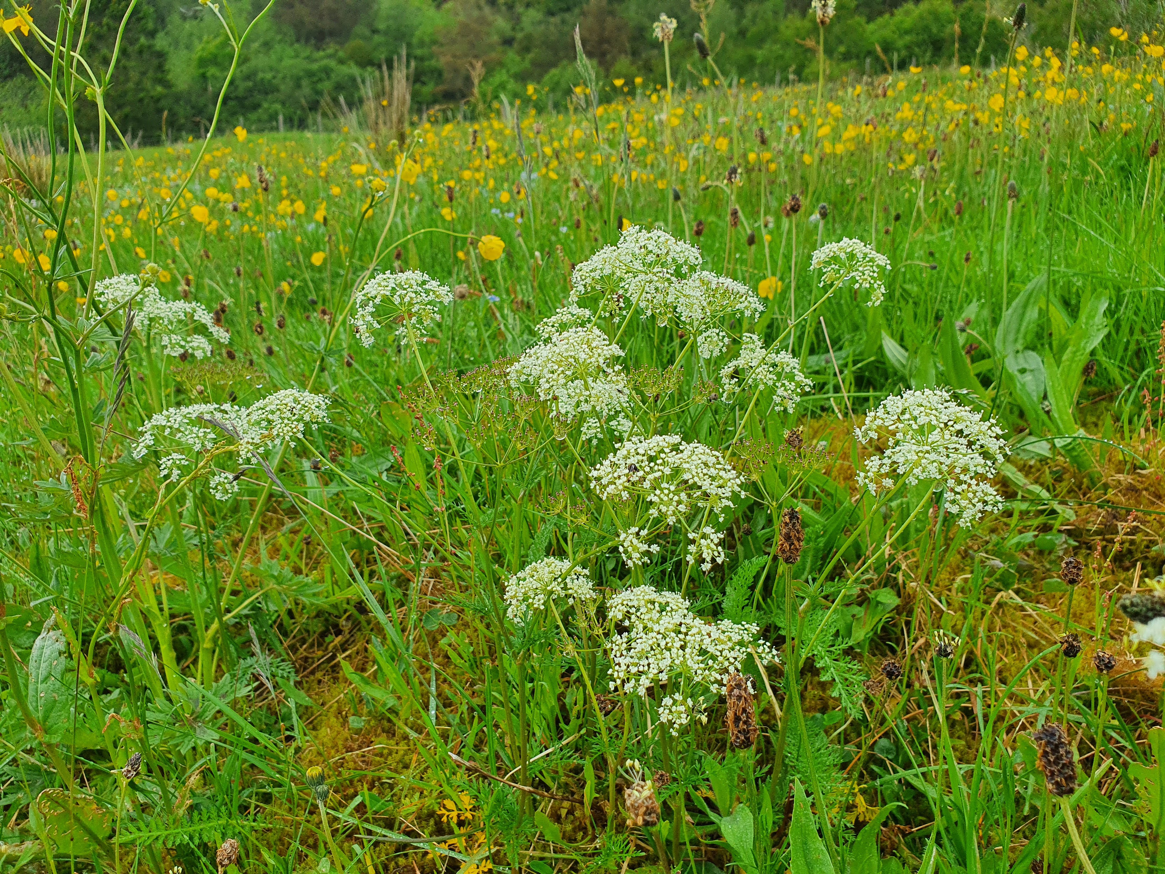 Conopodium majus (pignut) | The University Gardens | UiB