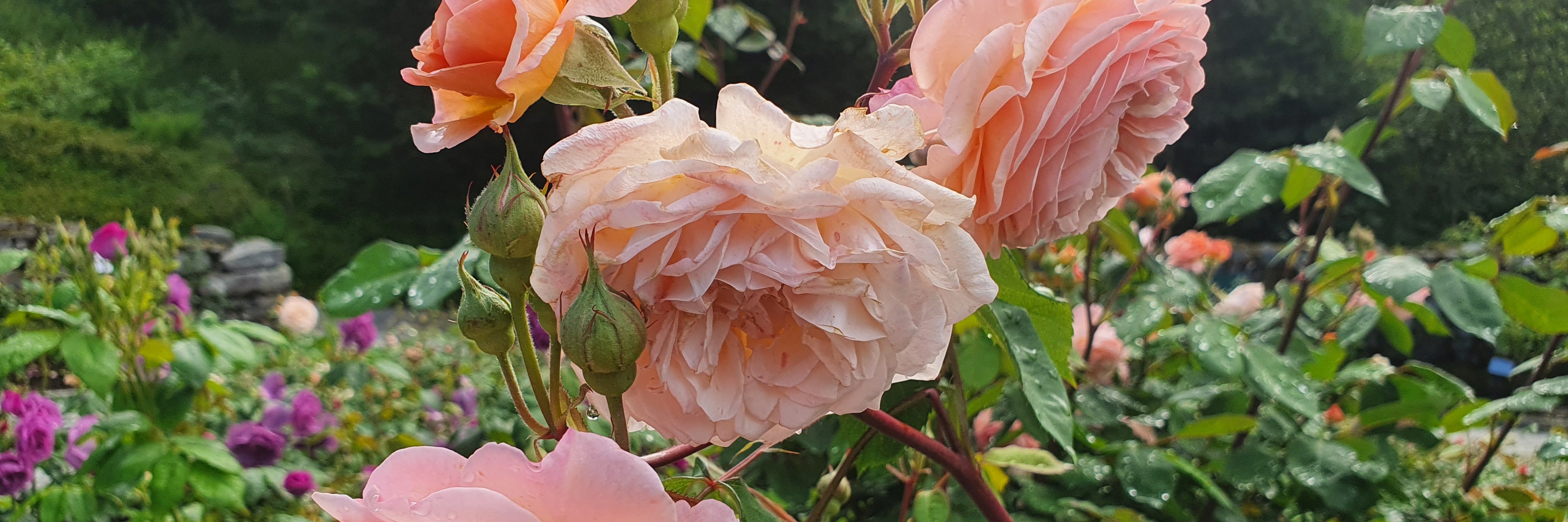 Virtual Rose Day 2020 | The University Gardens | UiB