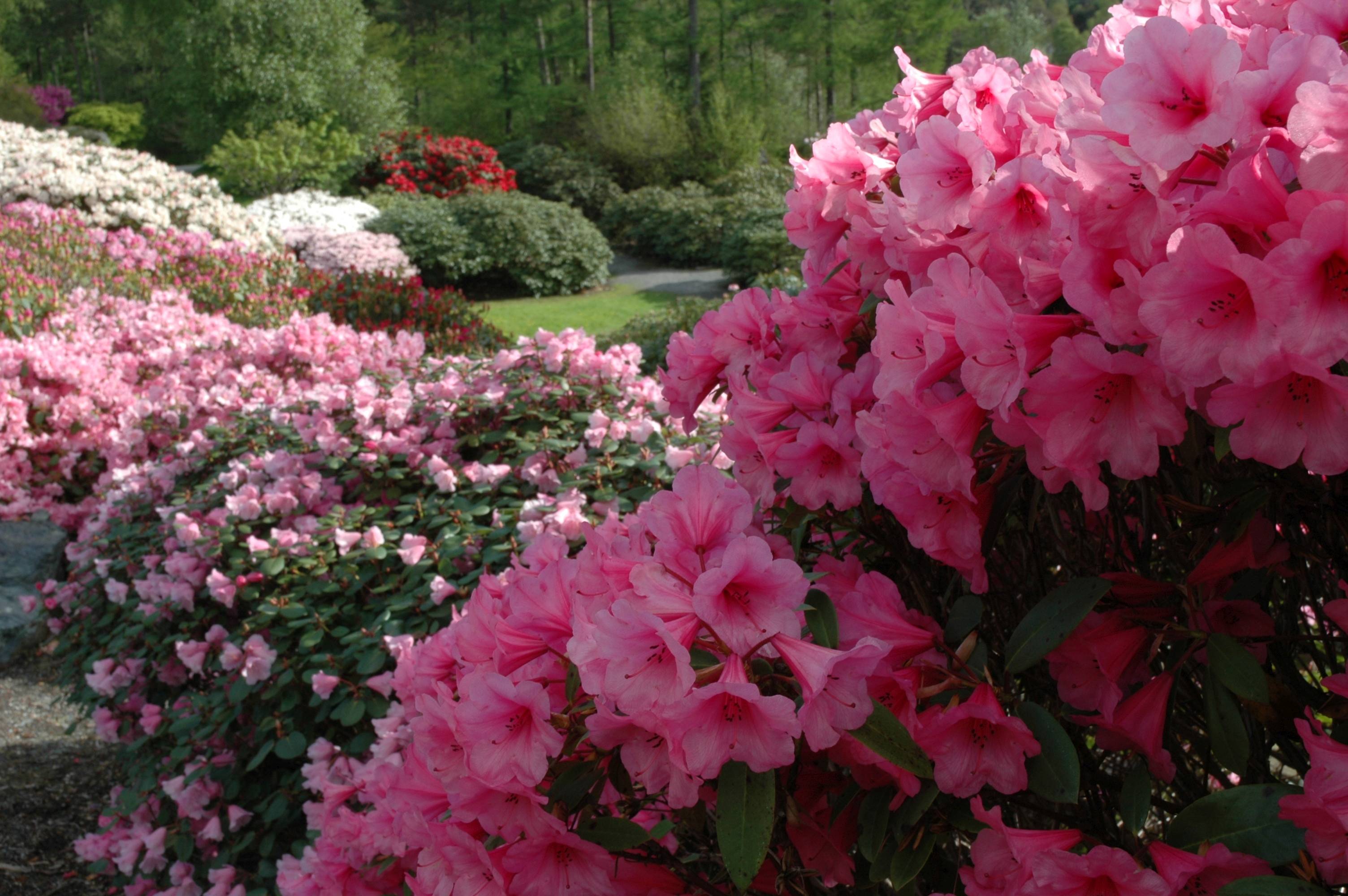 The Arboretum | The University Gardens | UiB