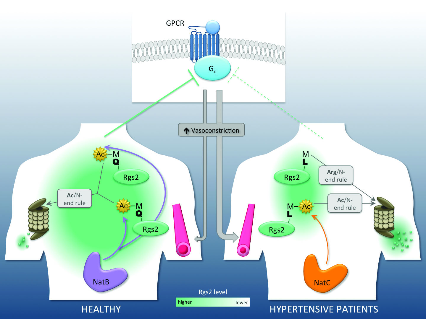 Tension release by N-terminal acetylation | ProtMetD: Protein ...