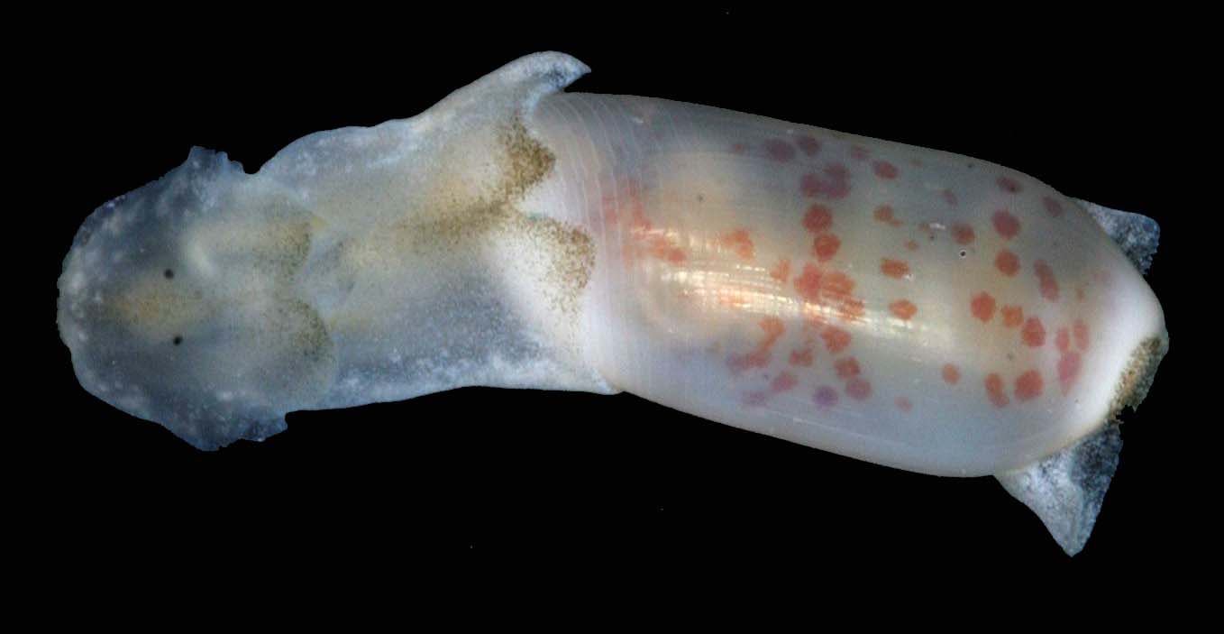 Cracking the tree of life: a new molecular phylogeny of bubble snails ...