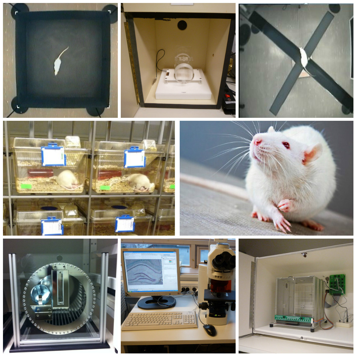 Animal laboratory | Department of Biological and Medical Psychology | UiB