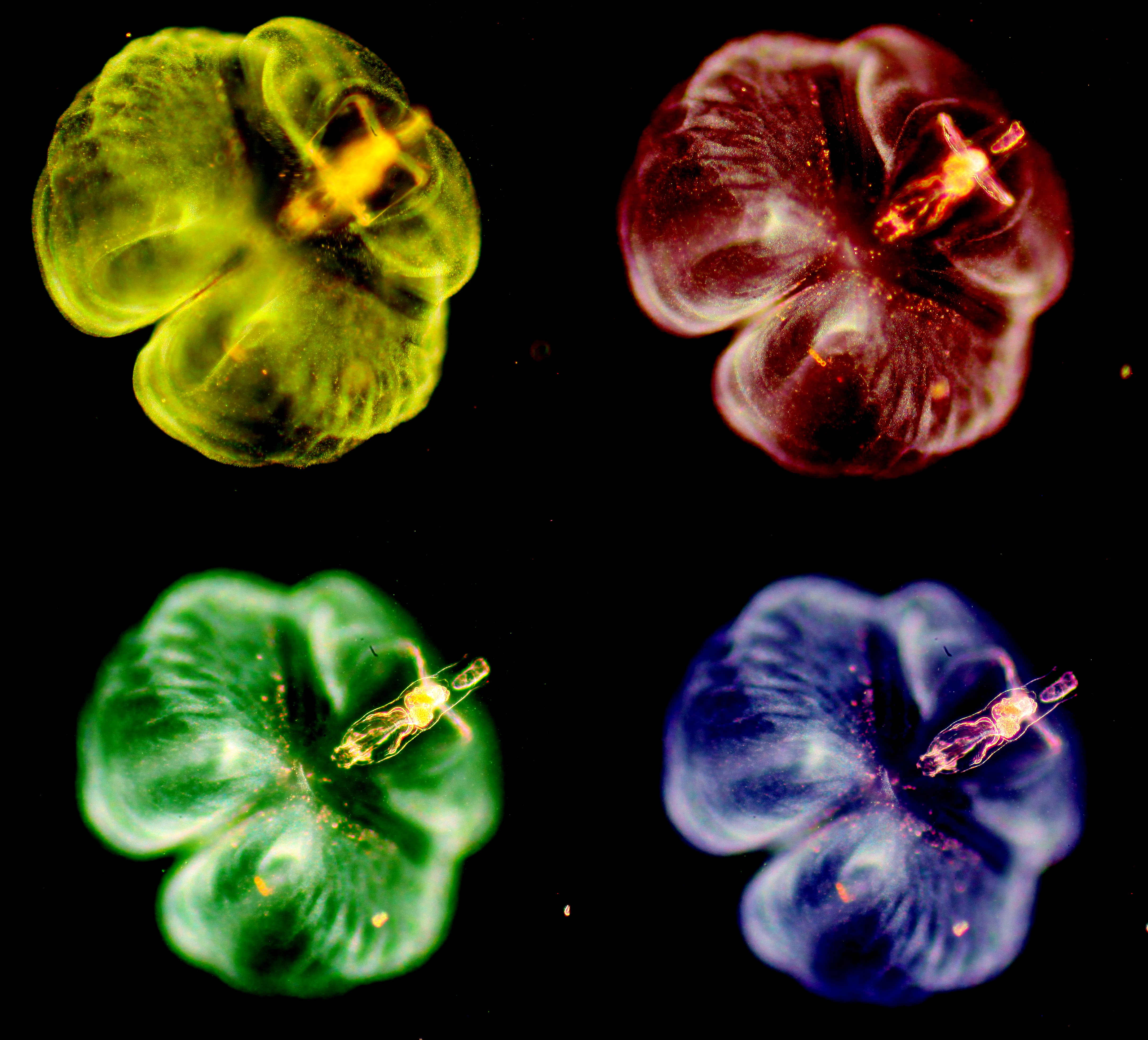 Towards a new larvacean model system | Michael Sars Centre | UiB