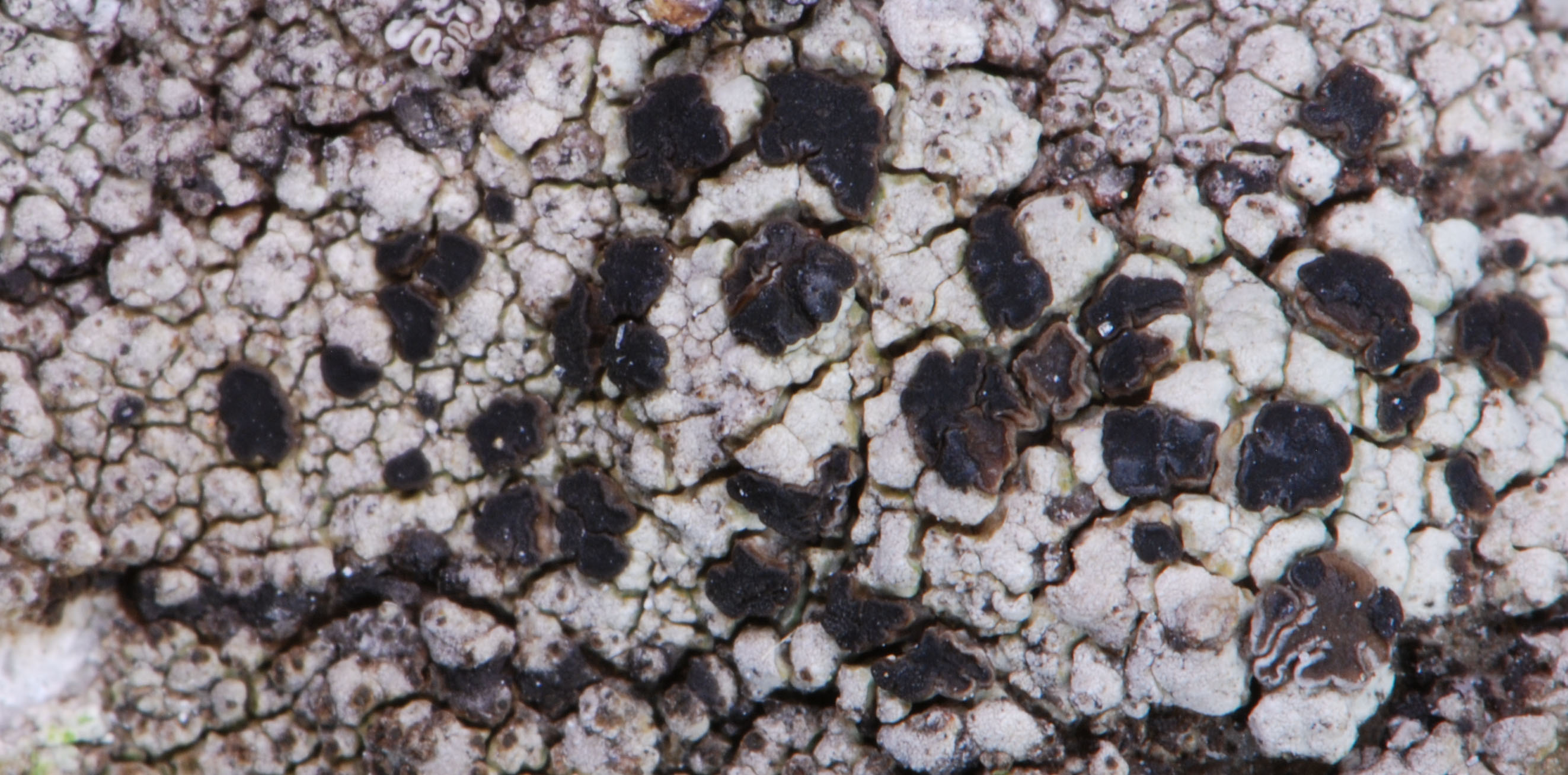 Lichenology | The University Gardens | UiB