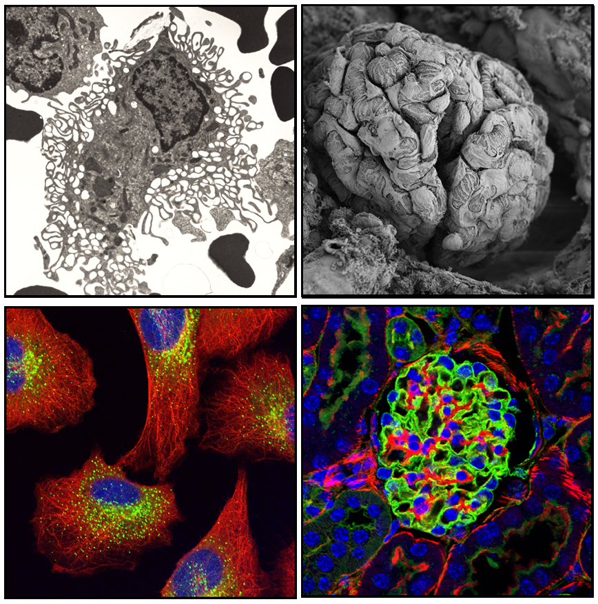 Cell and Tissue Imaging | Molecular Imaging Center (MIC) | UiB