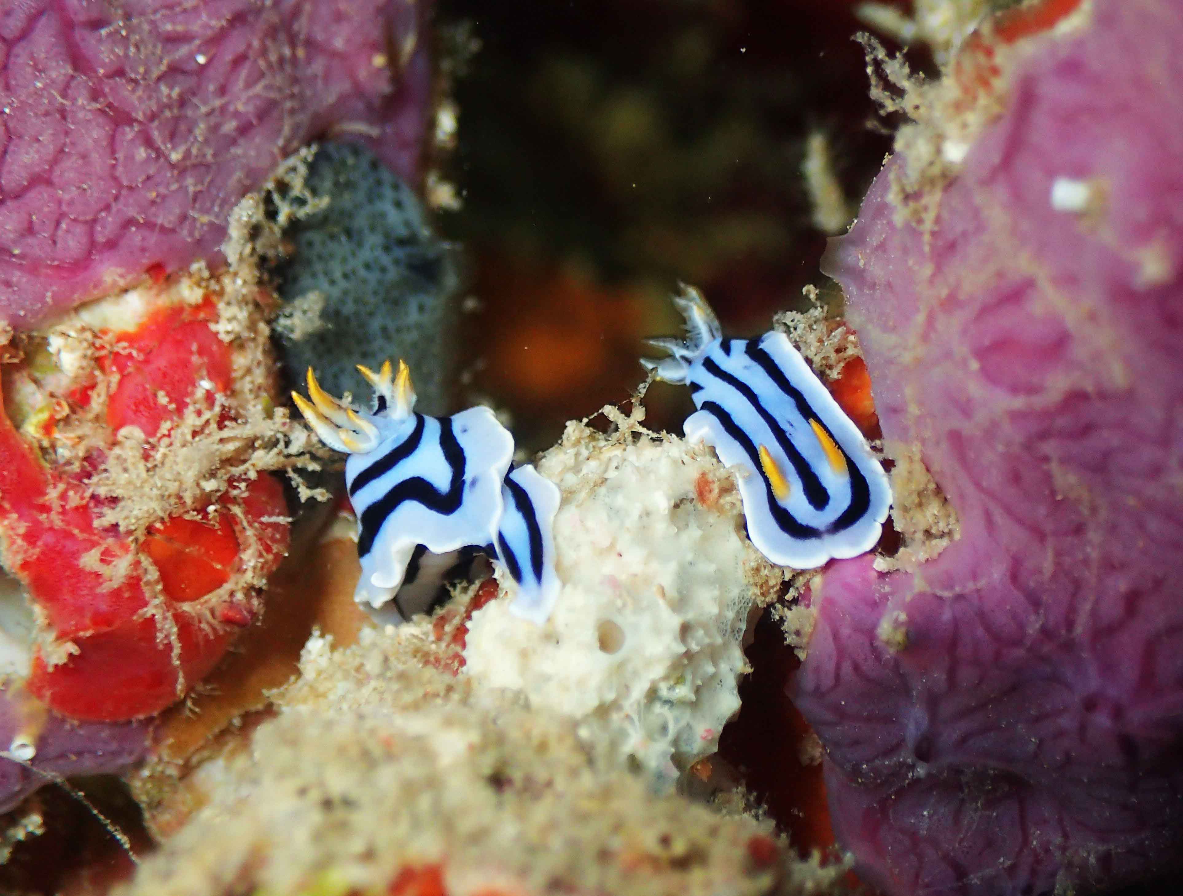 Exposing the Indian Ocean staggering diversity | Mollusca Research | UiB