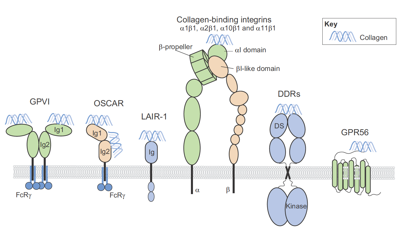 Gullberg Lab | University of Bergen