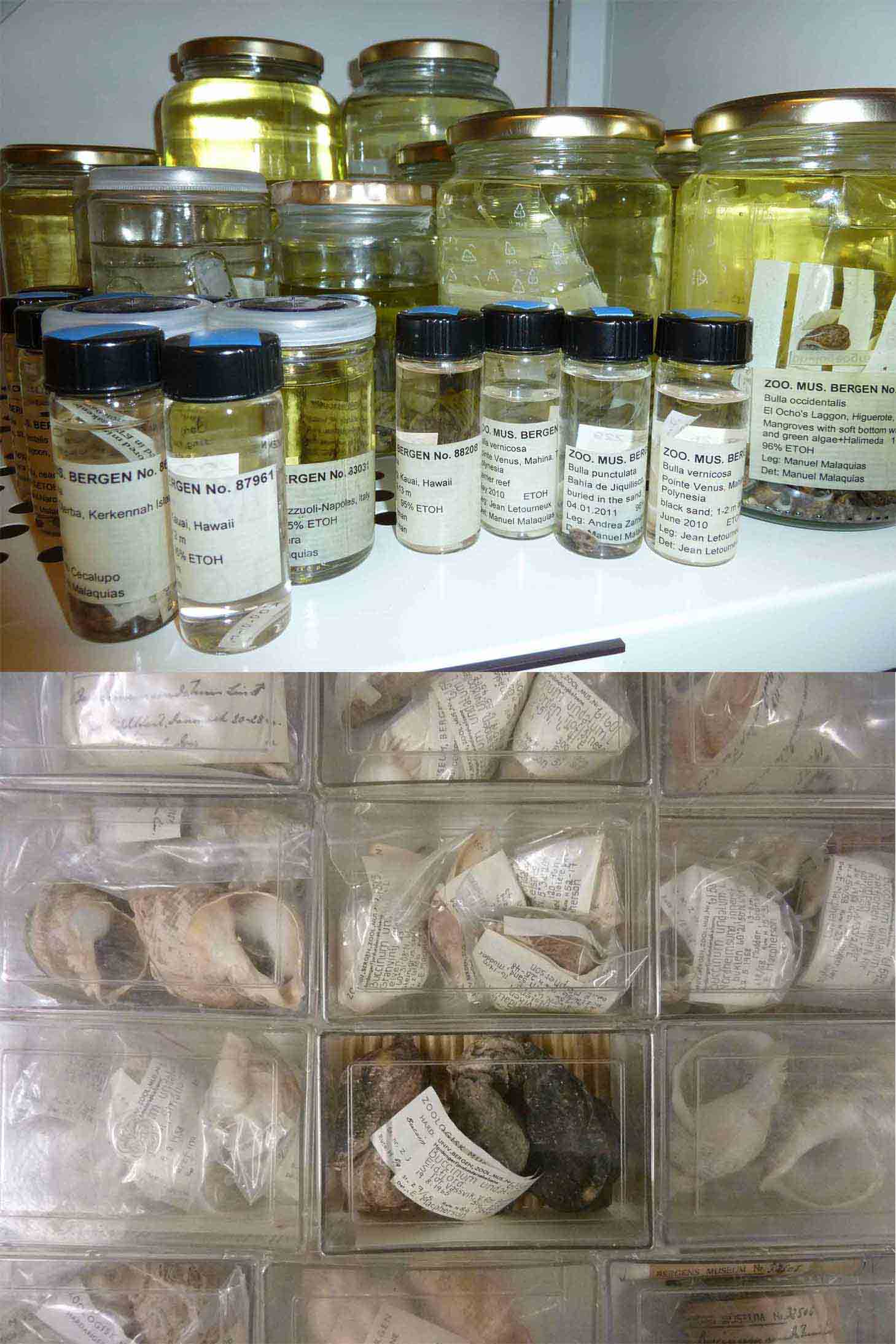 Scientific collections | Mollusca Research | UiB