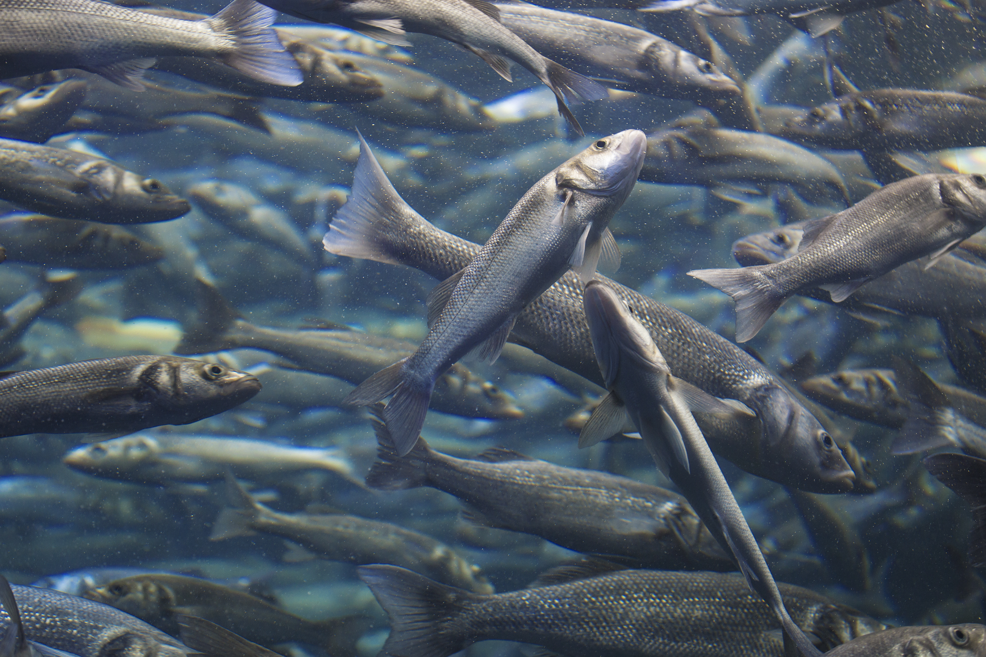 Can the oceans contribute more to our food security? | Bergen Summer ...