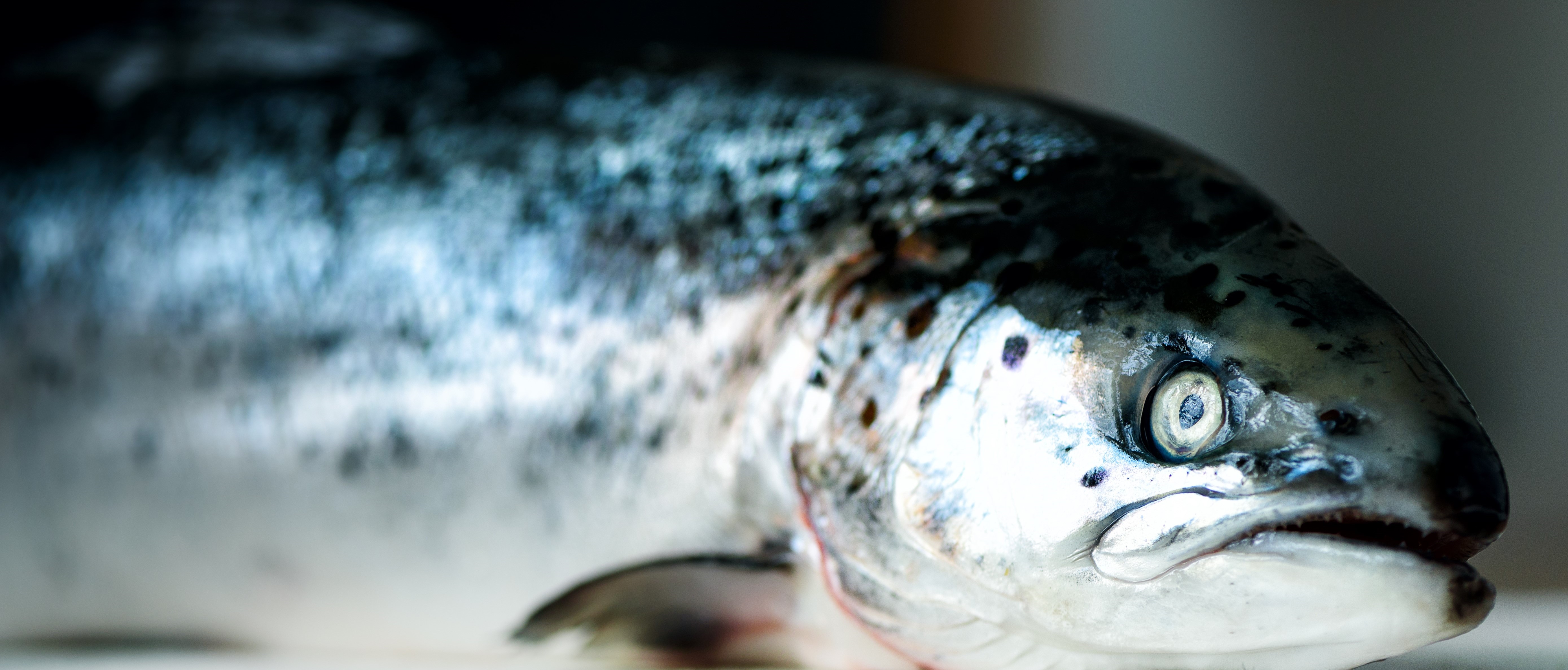 Salmon, science and law | Ocean | UiB