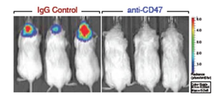 Combination Therapy | Brain Tumour Research Centre | UiB