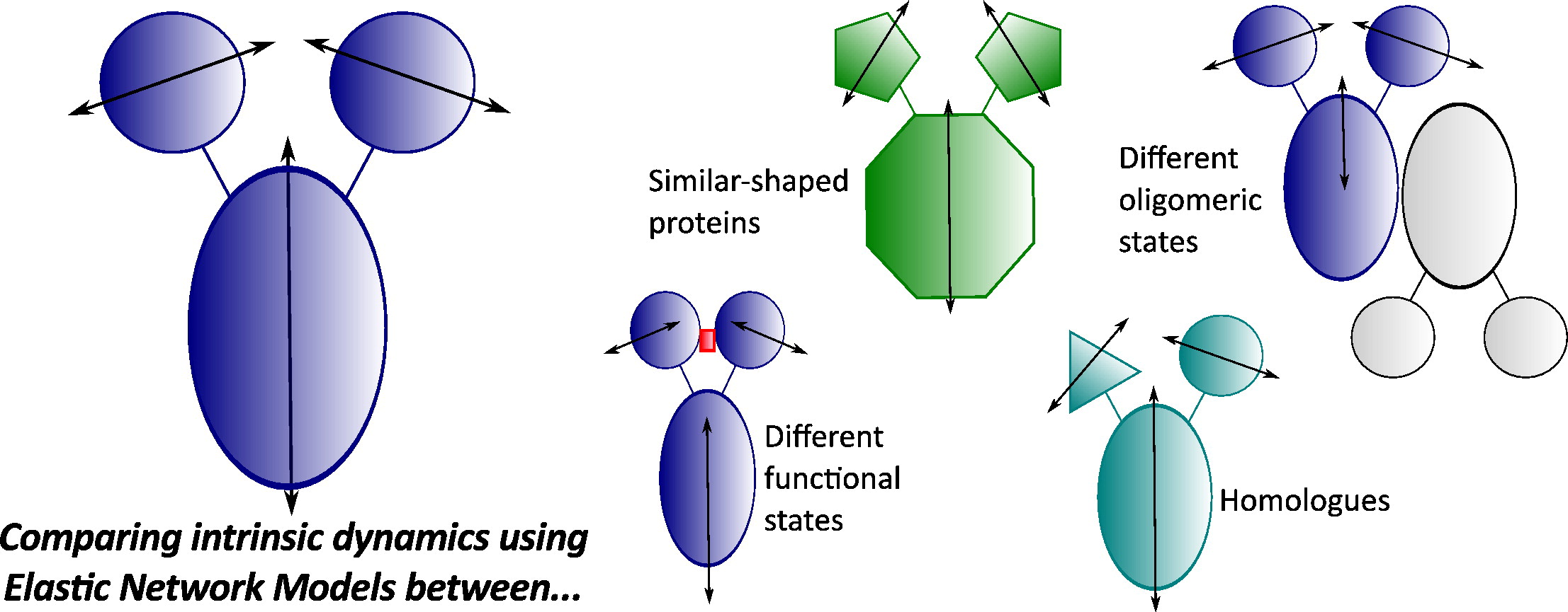 Collective motions in proteins | Reuter group | UiB