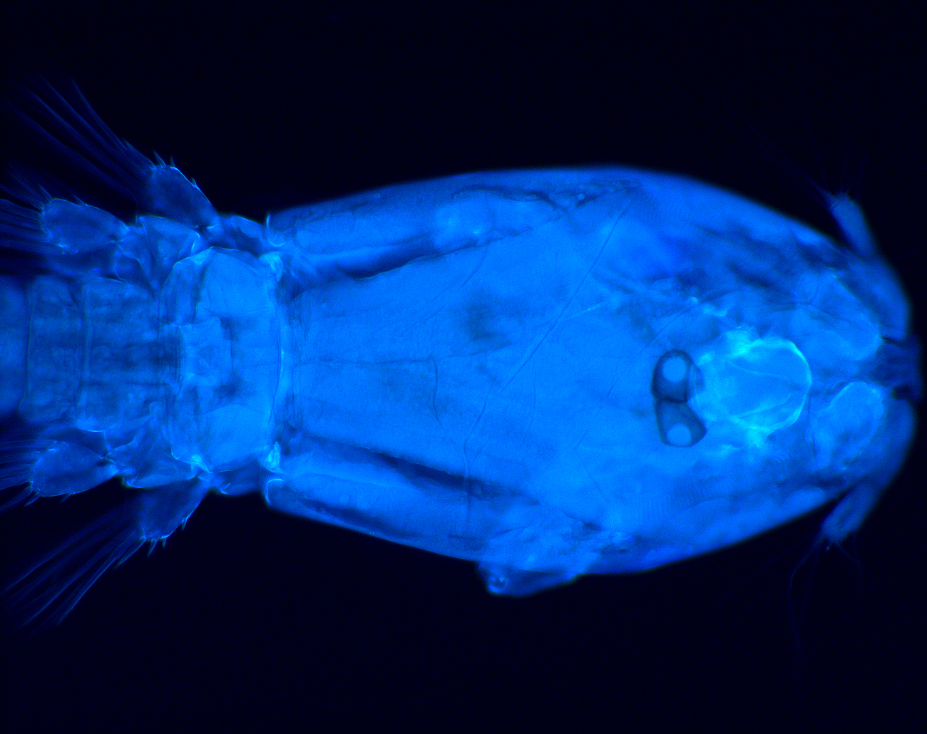 Sea Lice Research Centre | Fish Disease Research Group - FDRG | UiB