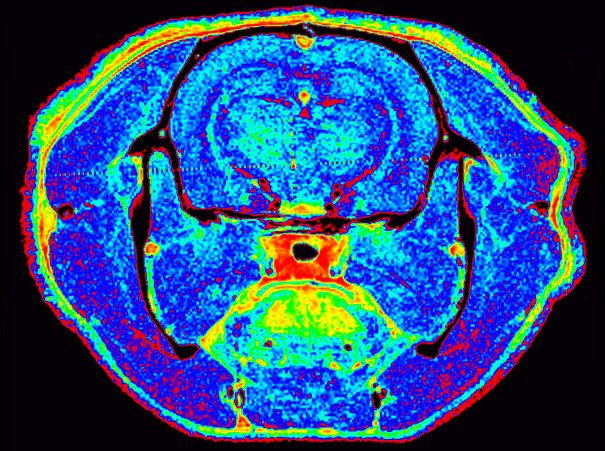 2nd MIC Multimodal Imaging Course | Molecular Imaging Center (MIC) | UiB