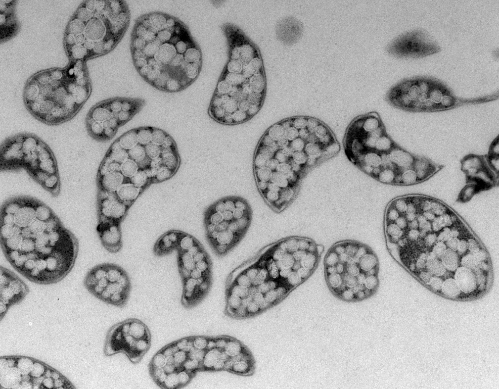 Extremophiles in the spotlight: More funding for research, networking ...