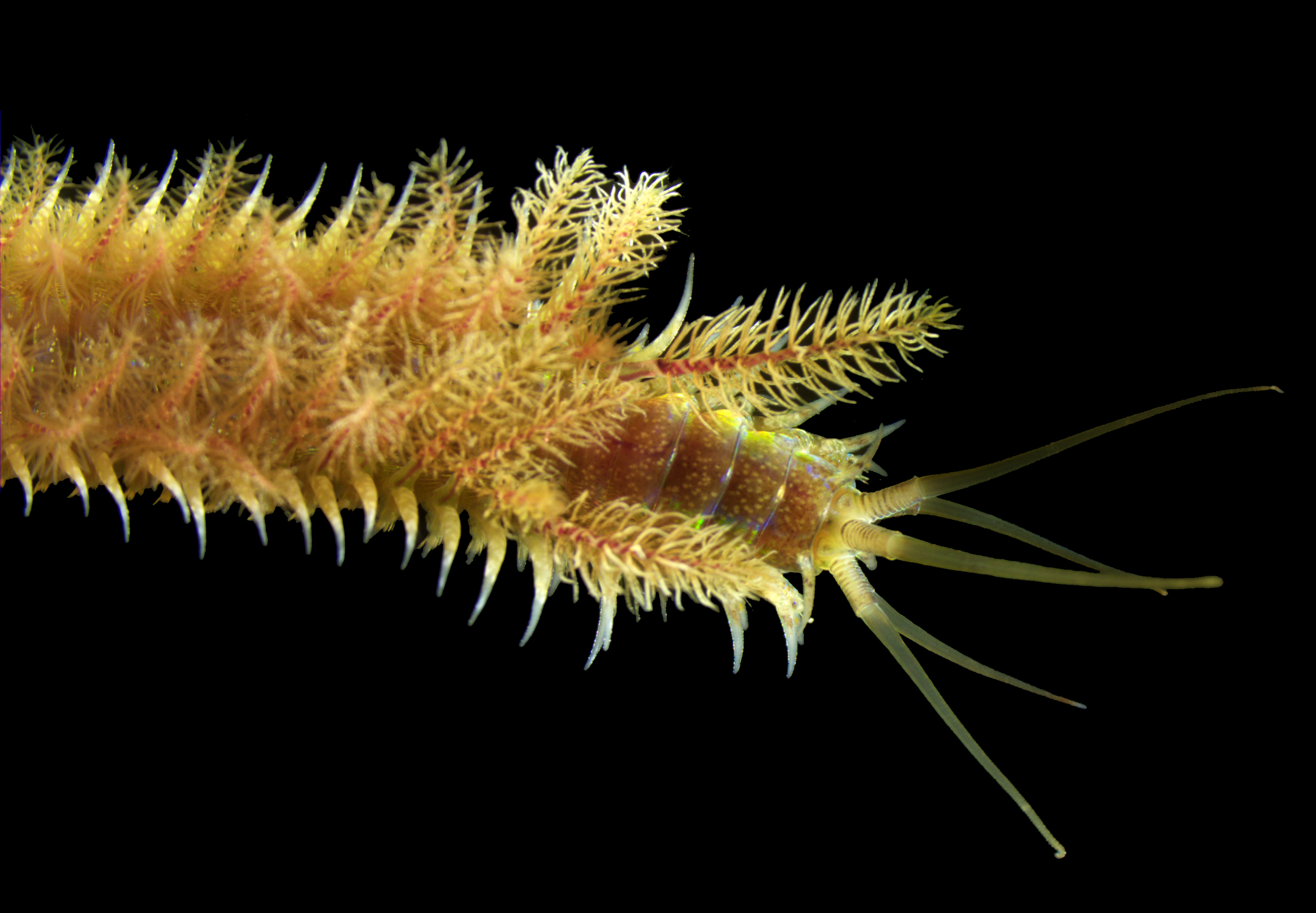 Annelida | Avdeling for naturhistorie | UiB