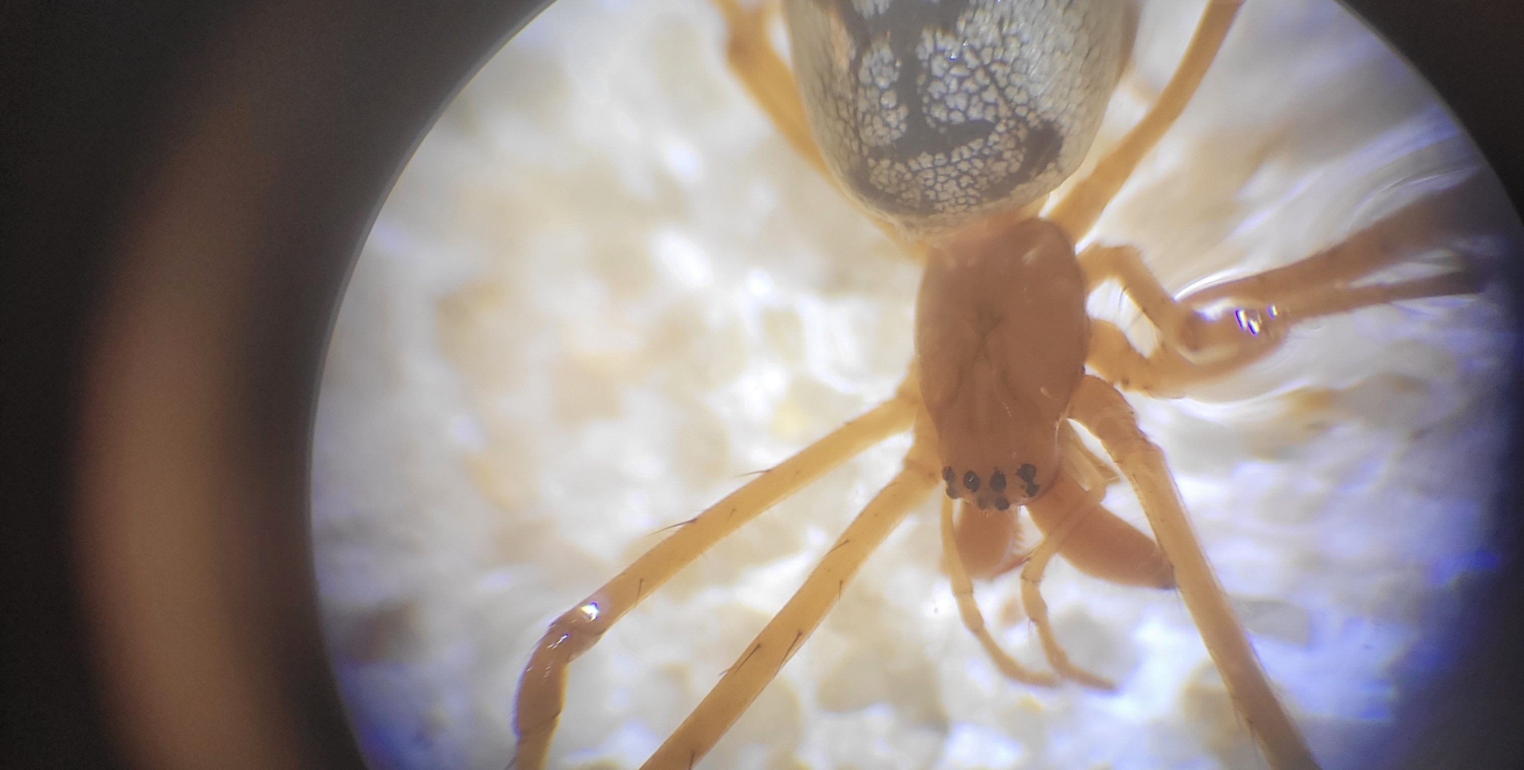 Edderkoppens verden | Forskningskommunikasjon | UiB