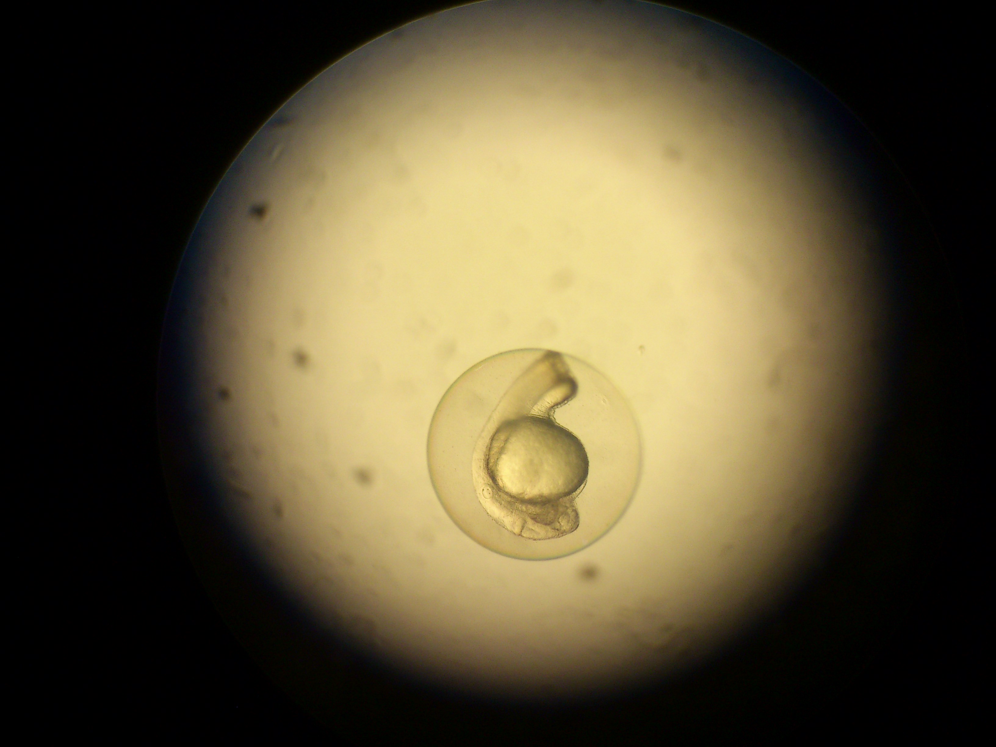Embryo | Department of Biological Sciences (BIO) | UiB