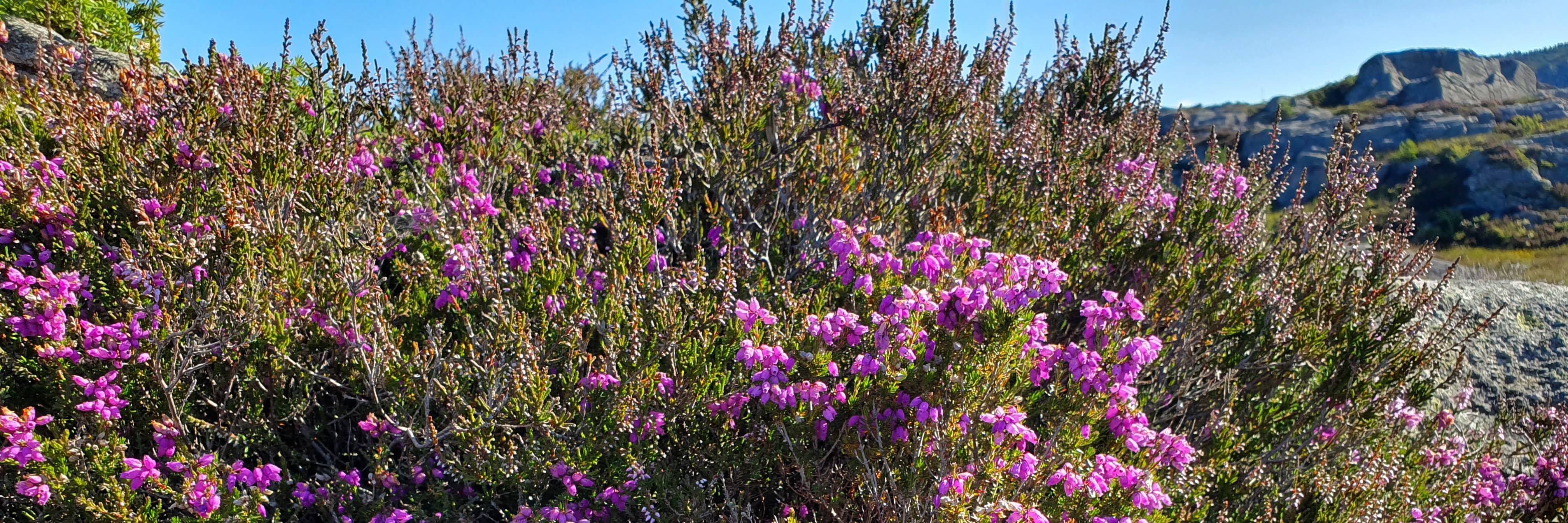 Ericaceae (lyngfamilien) | Universitetshagene | UiB