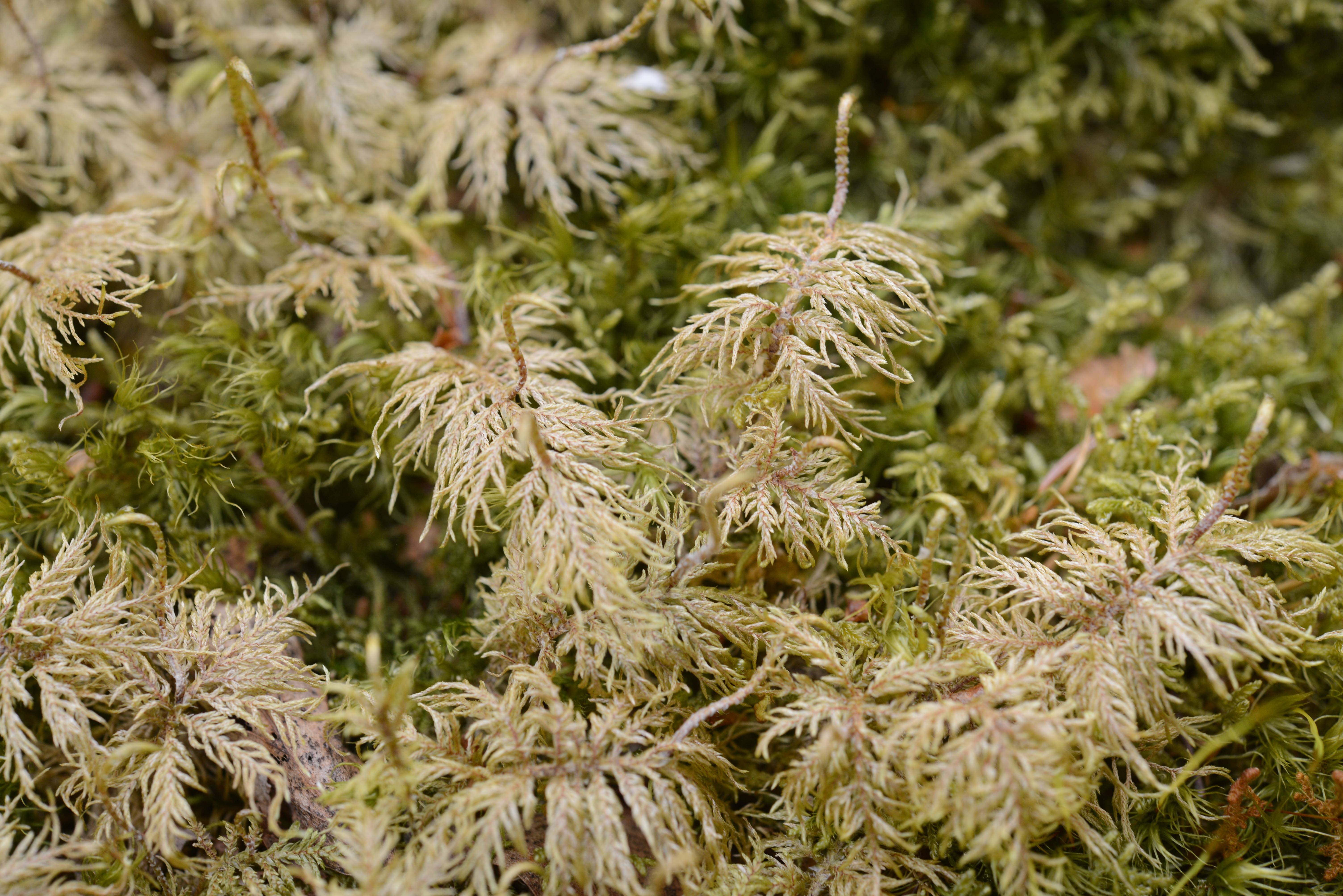 Hylocomium splendens (glittering woodmoss) | The University Gardens | UiB