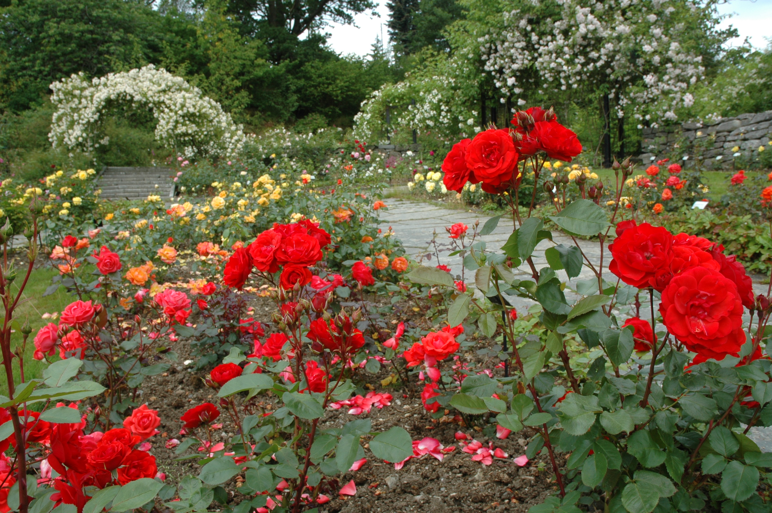 Strategi for Stiftelsen Arboretet 2023-2033 | Stiftelsen Det norske ...