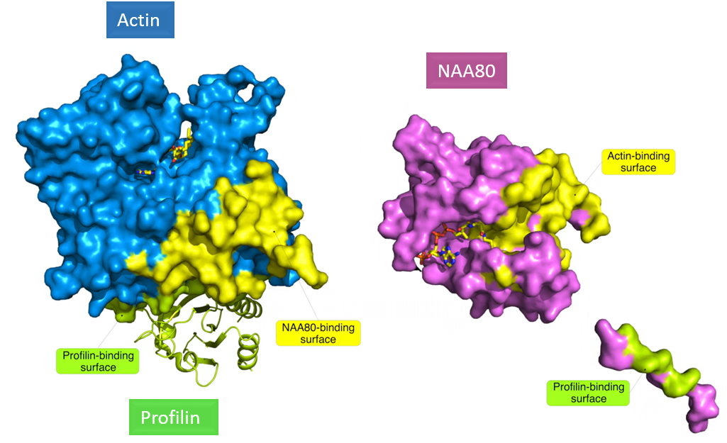 Mechanism of a cell motility regulator | Translational Protein Research ...
