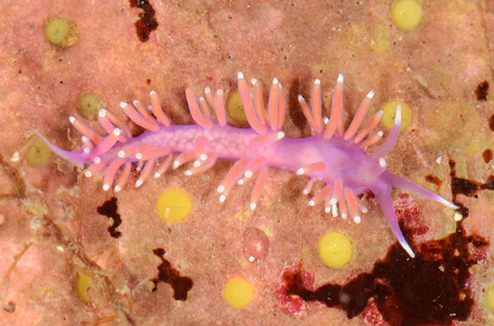 Diversity and DNA barcoding of sea slugs from southern Norway ...