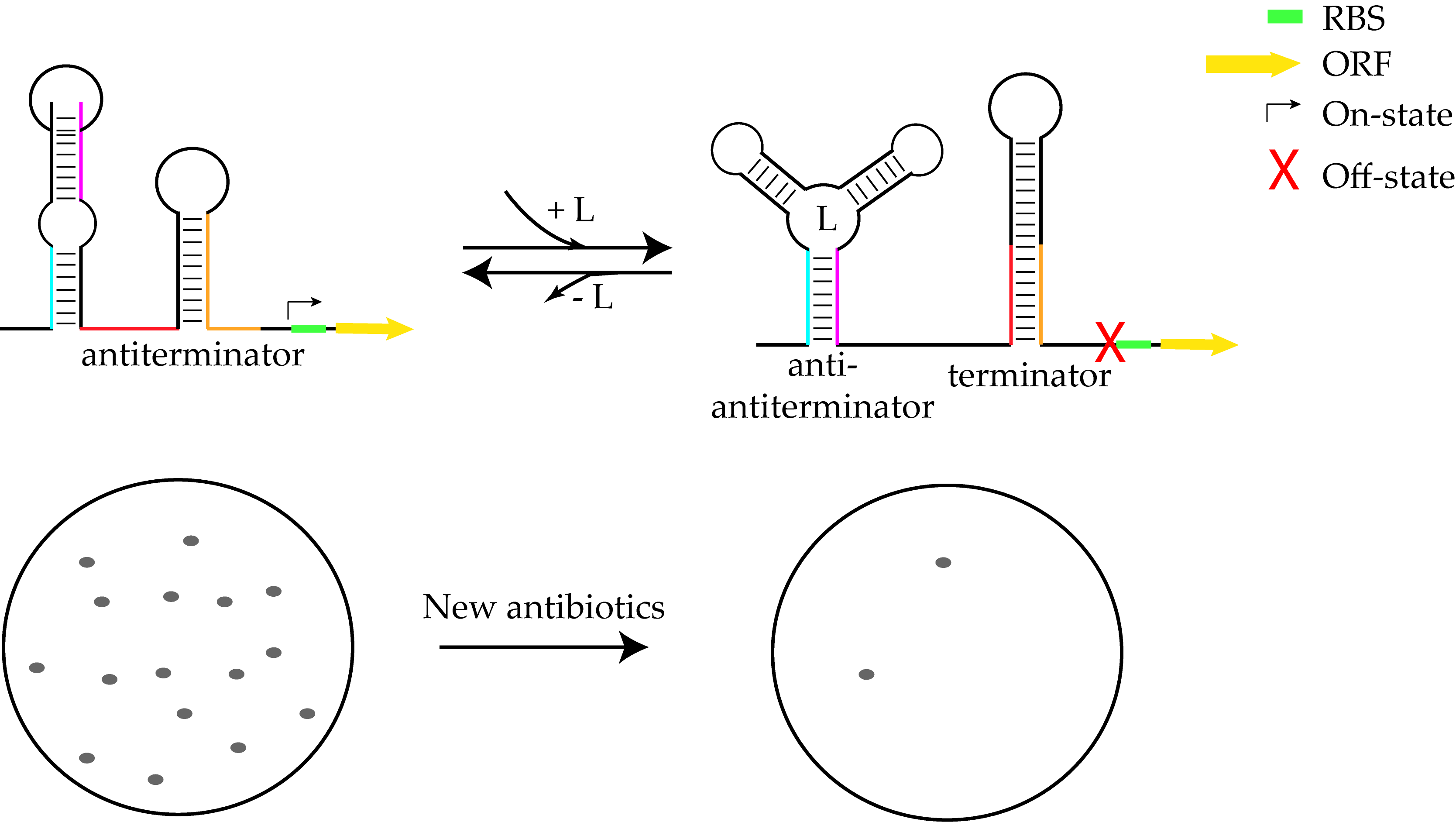Riboswitches as drug targets for antibiotics | Brenk lab | UiB