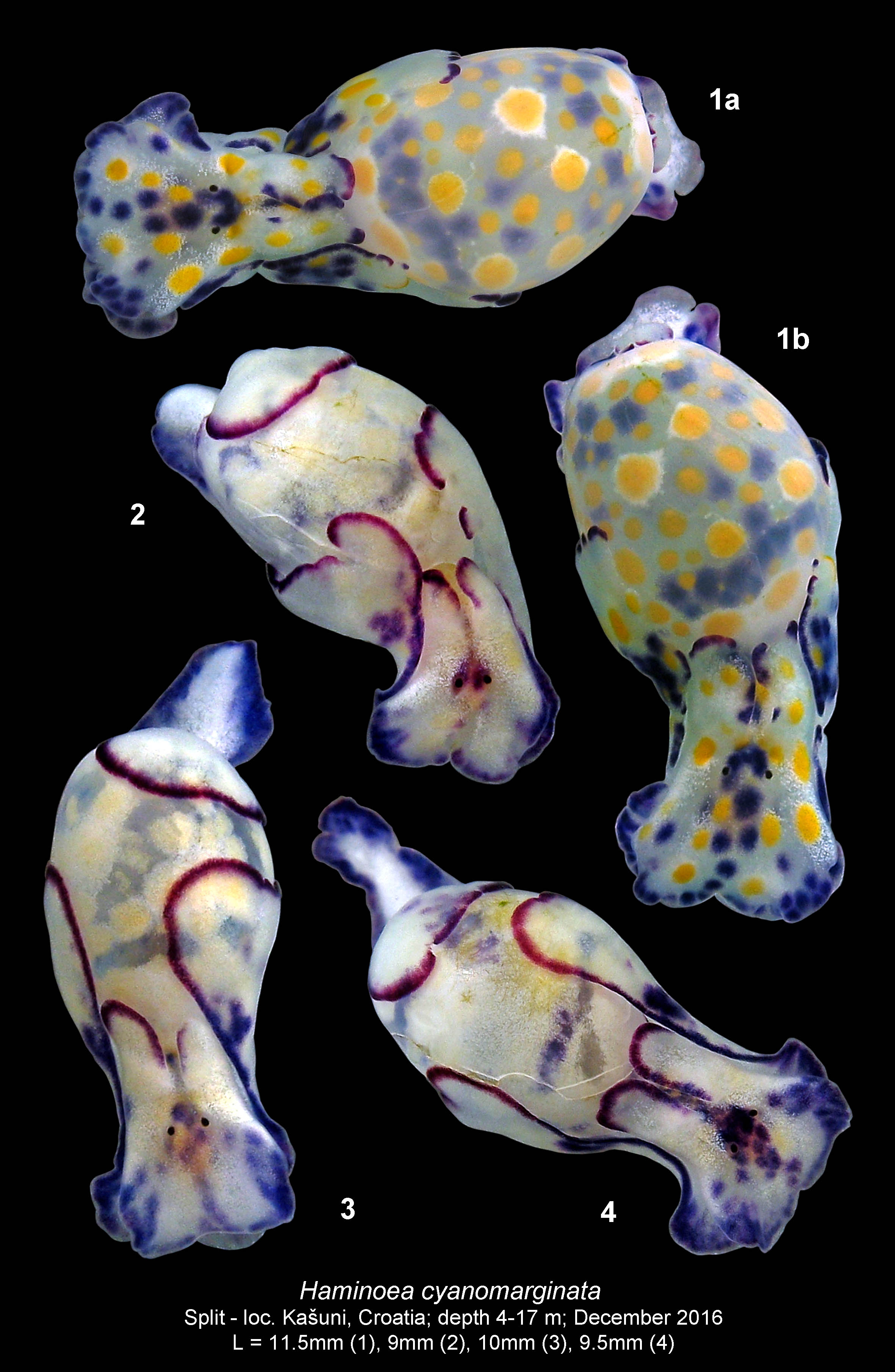 Systematics and biogeography of Indo-West Pacific Cephalaspidea ...