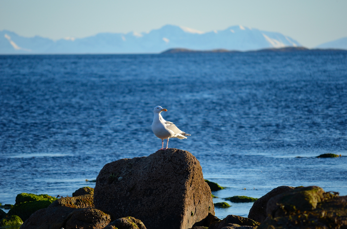 Challenges of the changing arctic: Continental Shelf, Navigation, and ...