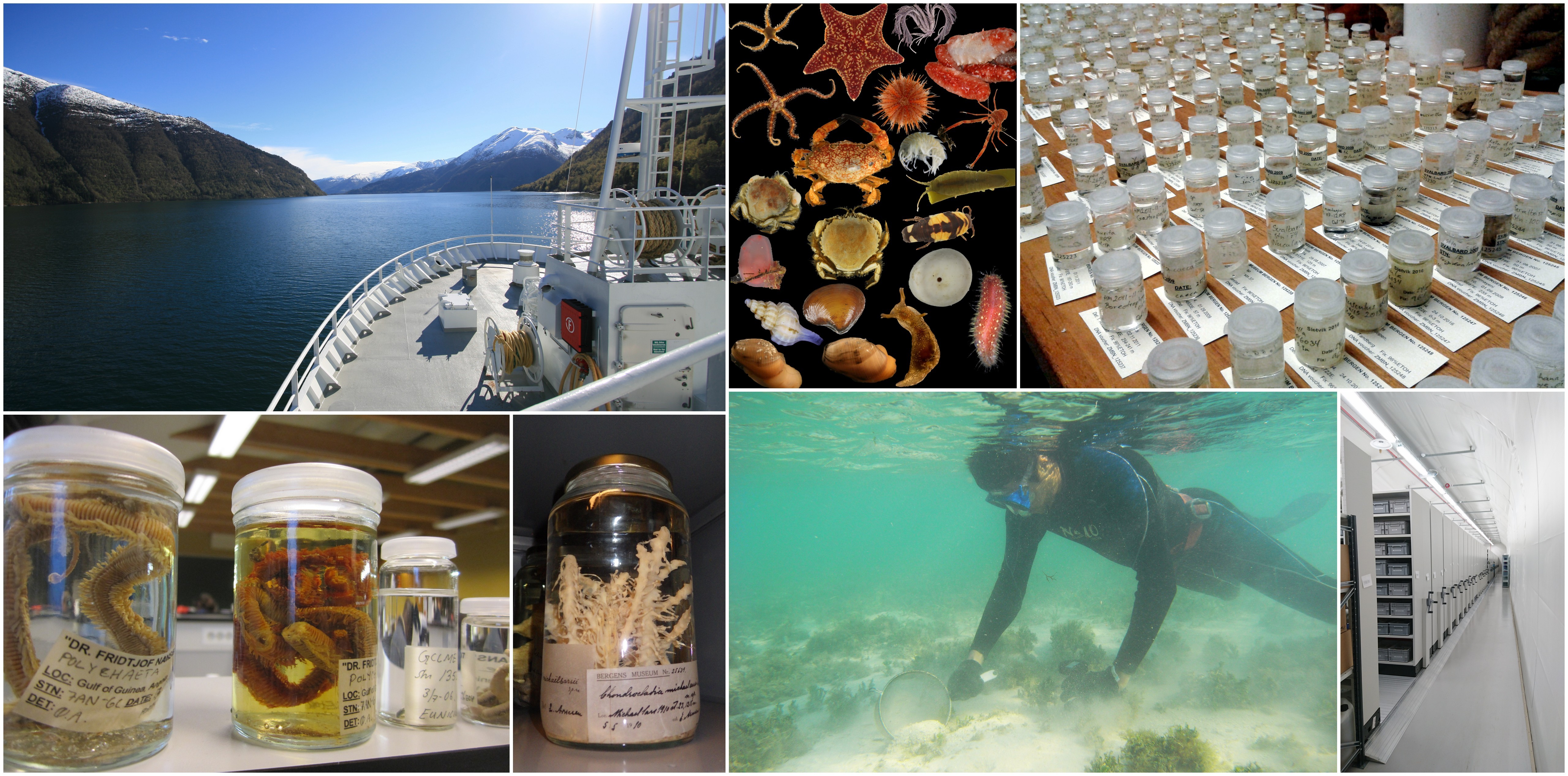 The Invertebrate Collections | Department of Natural History | UiB