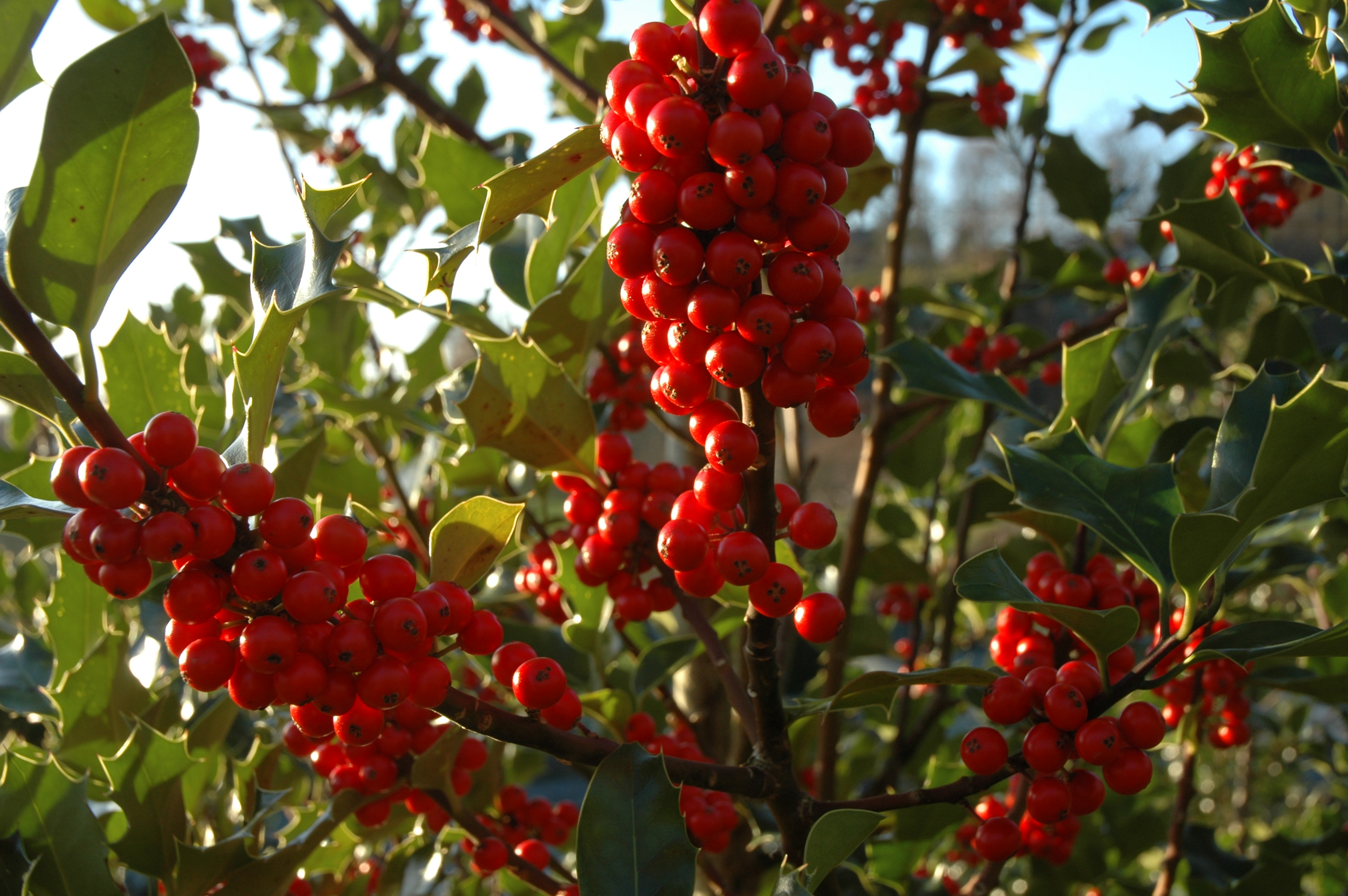 Kristtorn (Ilex) | Universitetshagene | UiB