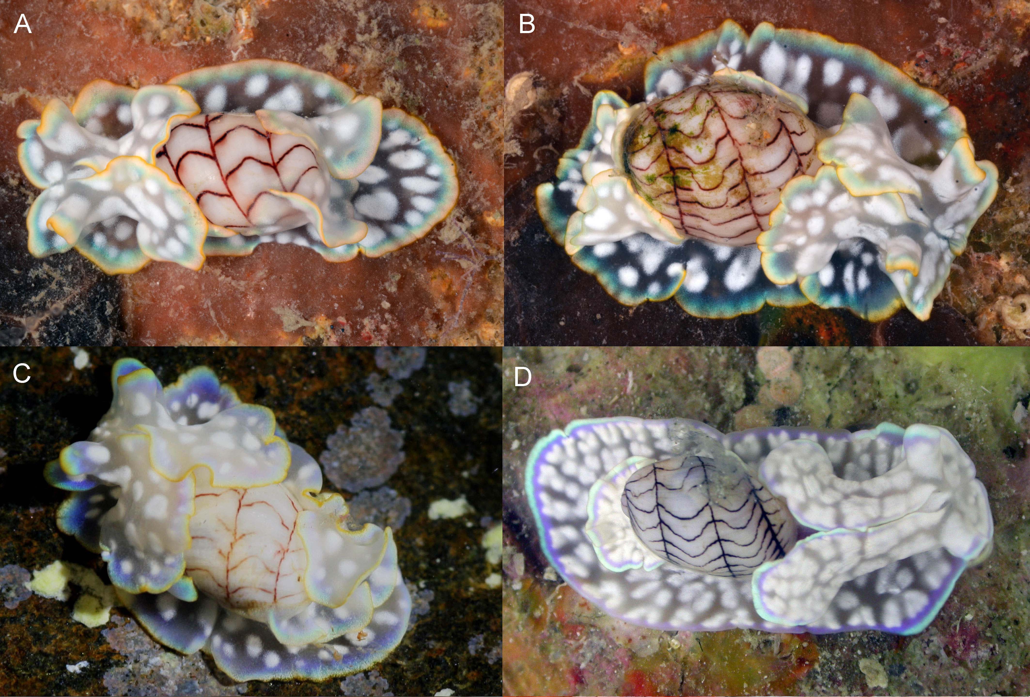 New species of flamboyant shelled sea slugs | Mollusca Research | UiB