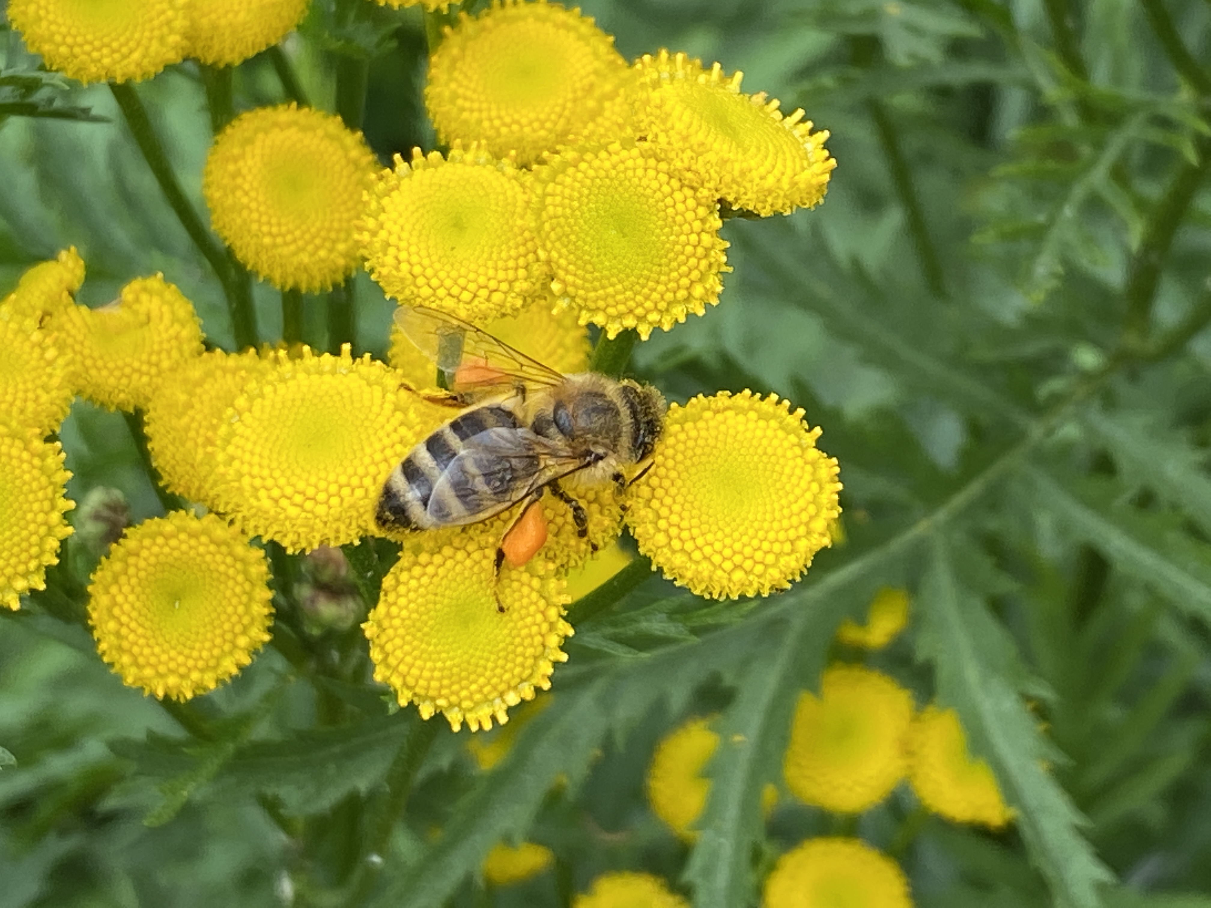 Insect Day | The University Gardens | UiB