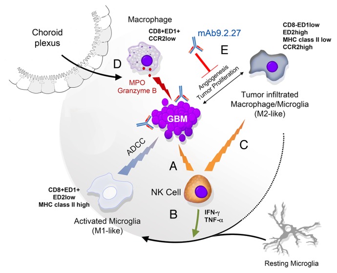 Immunotherapy Brain Tumour Research Centre Uib