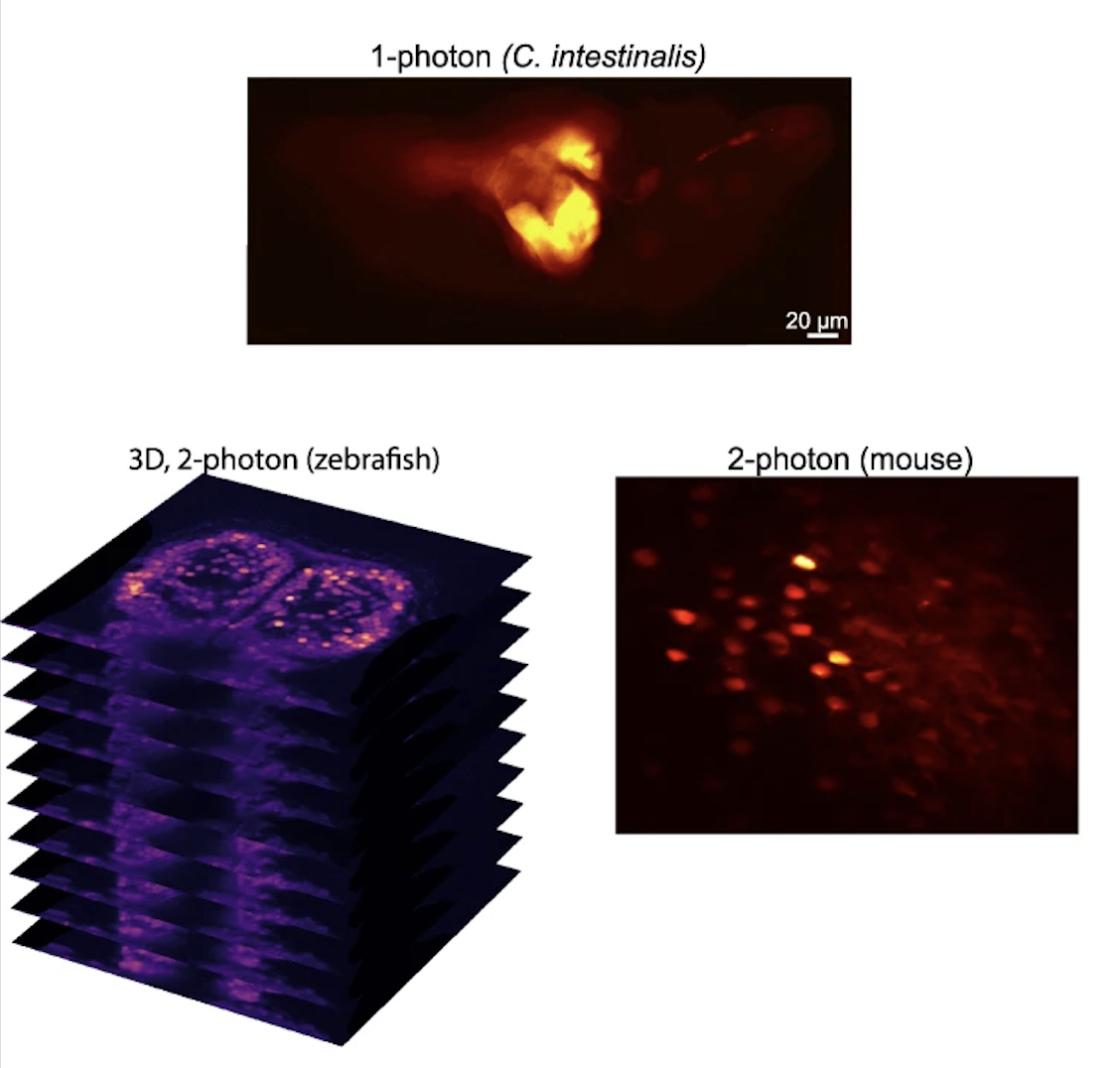 Revolutionizing large scale calcium analysis | Michael Sars Centre | UiB