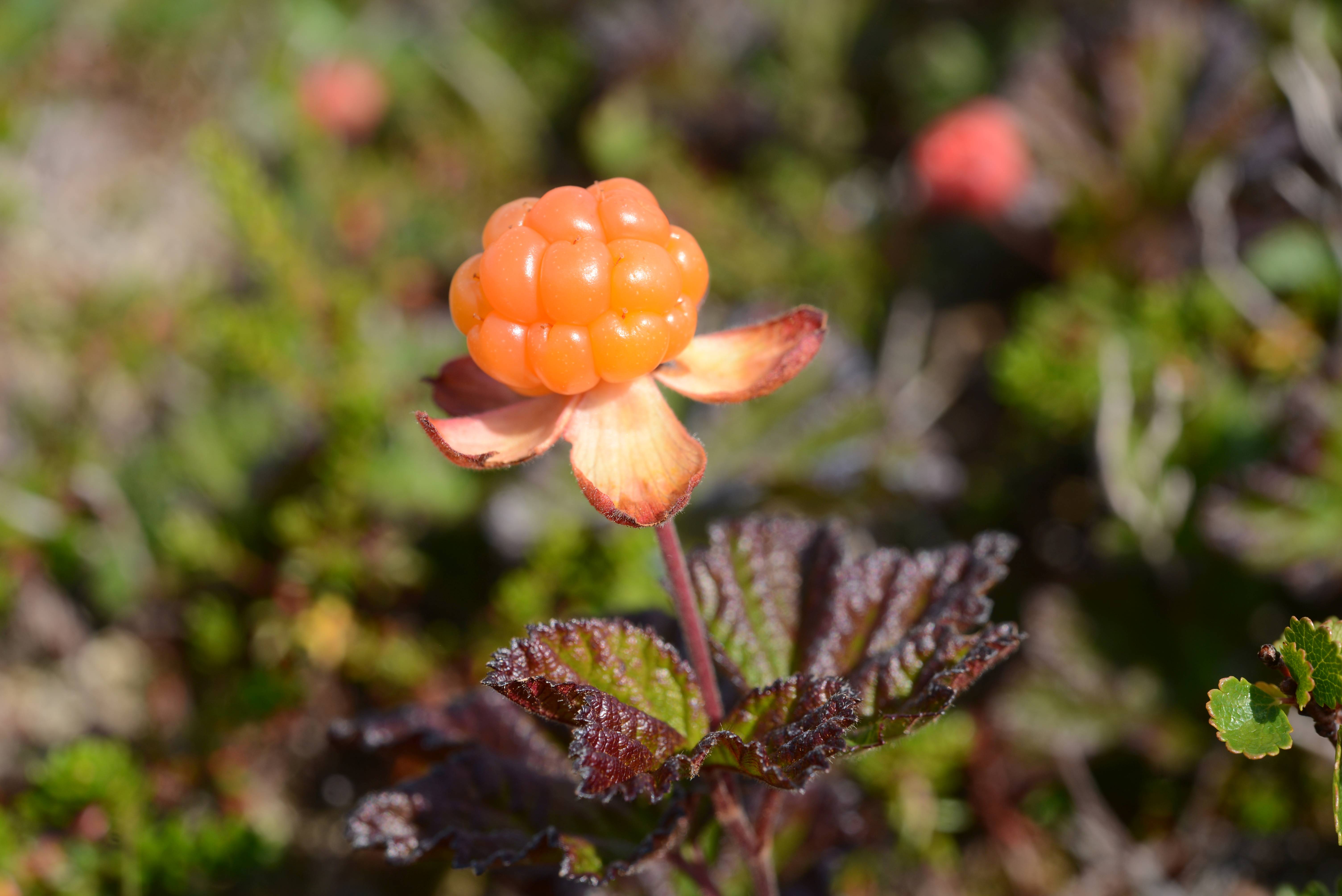 Cloudberry Plant