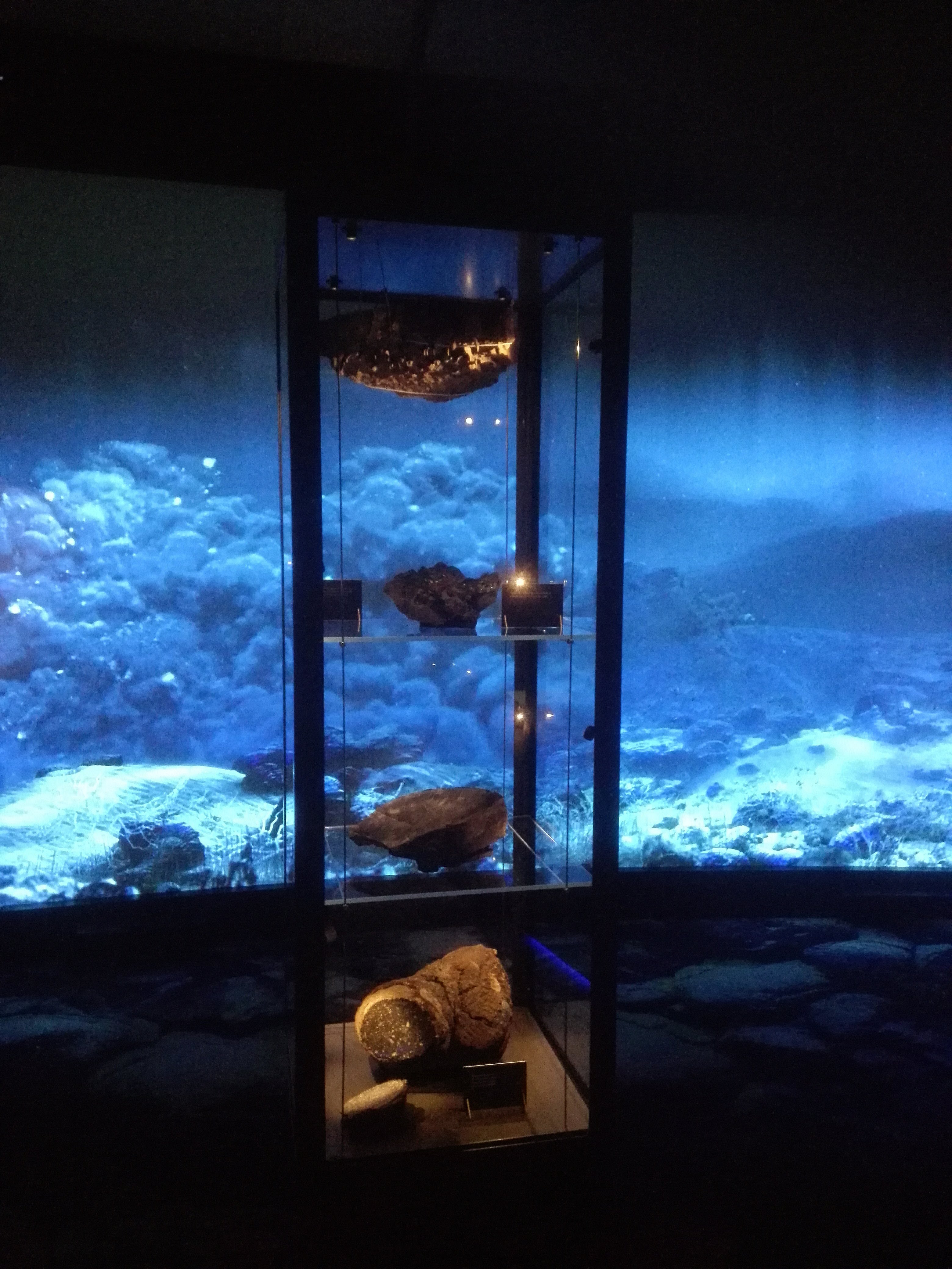 Opening of the University Museum | Centre for Deep Sea Research | UiB