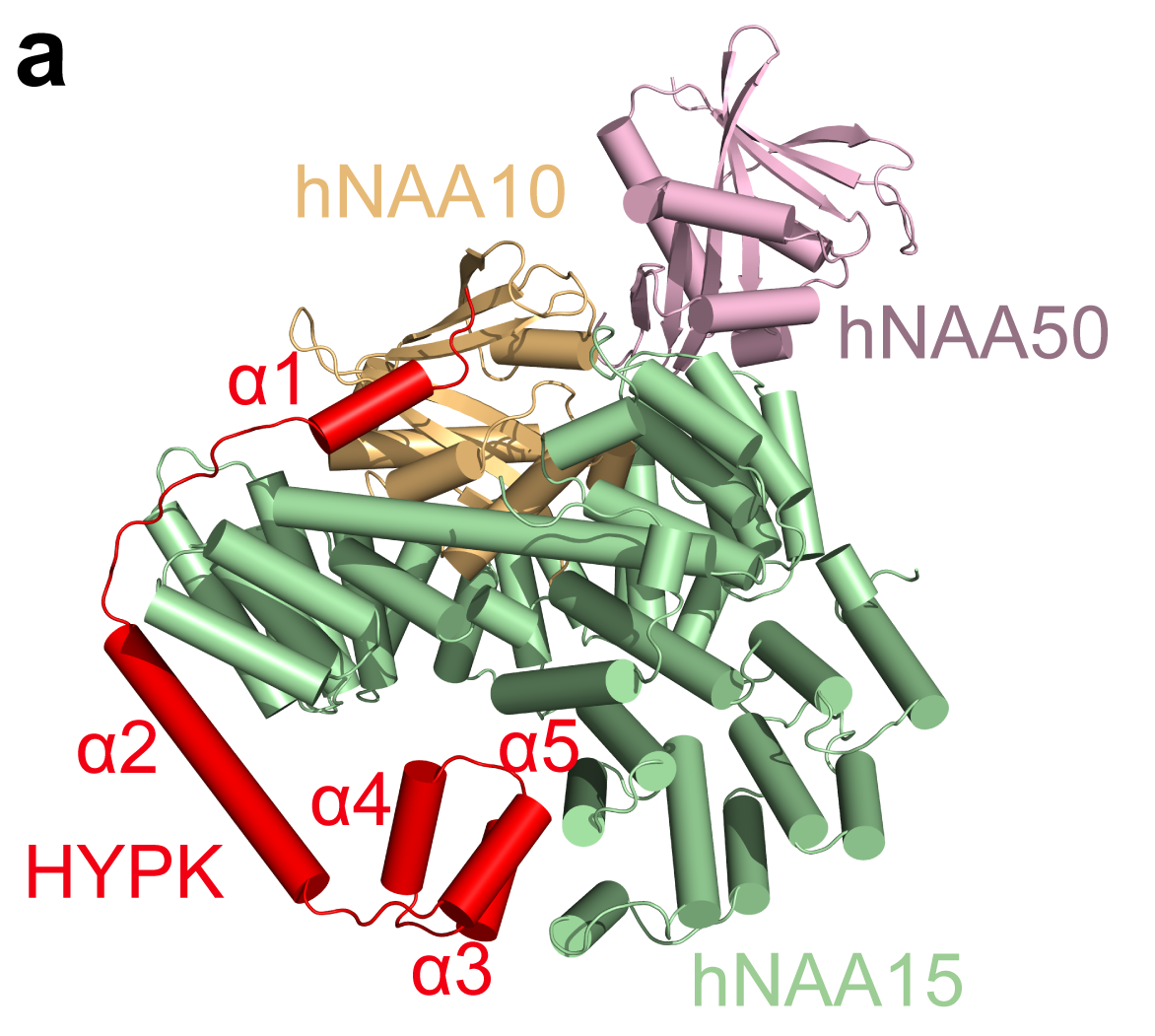 The structure of an enzyme complex upregulated in cancer ...