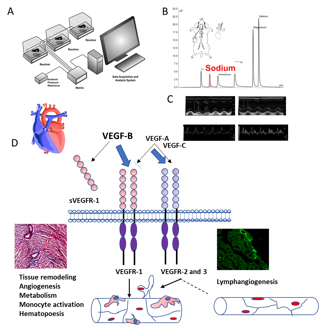 VEGF-B: A more balanced approach to cardiac angiogenesis? | Wiig Lab | UiB