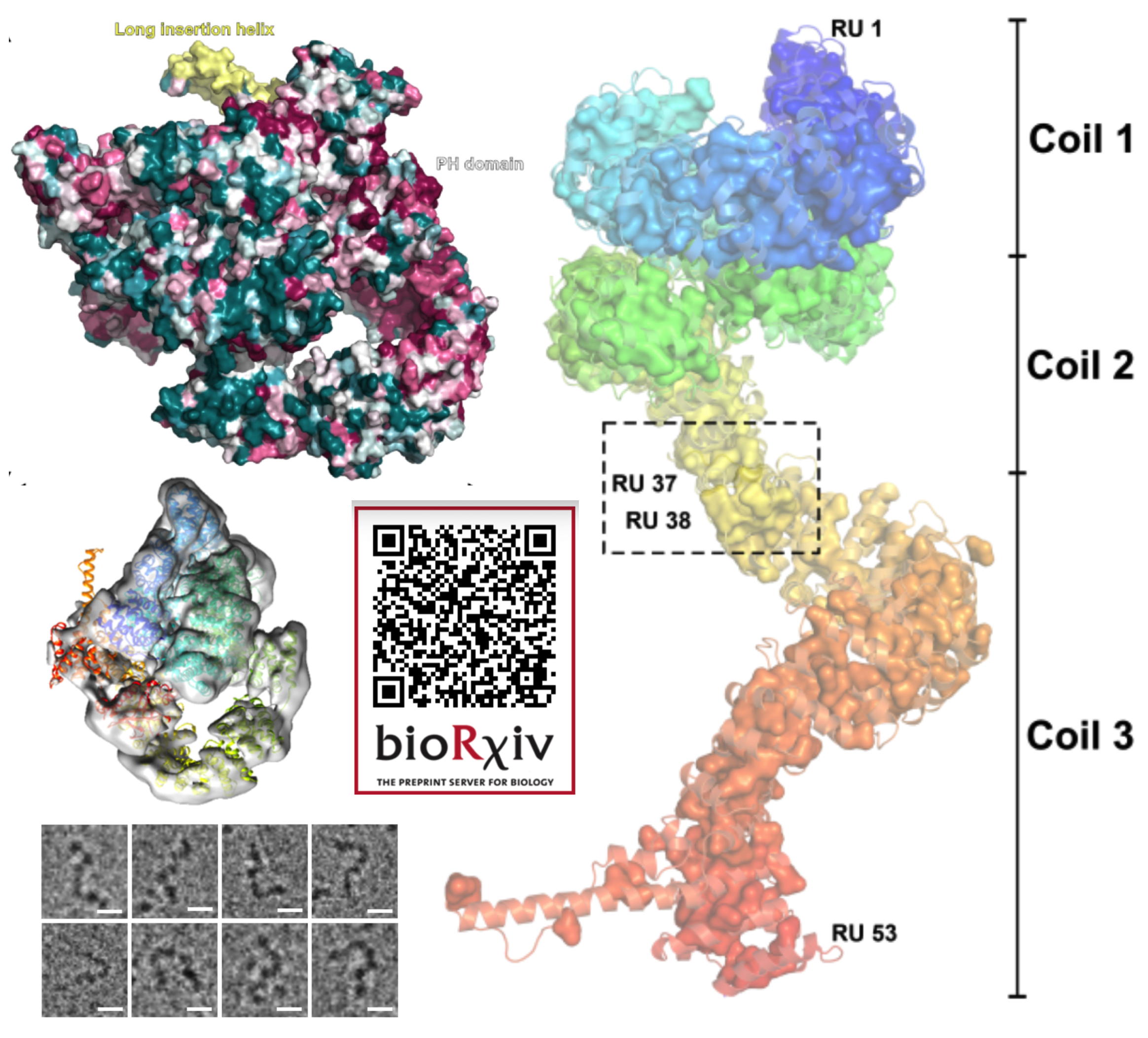 Surprising structure of Toxoplasma gondii GAC | Molecular mechanisms of ...