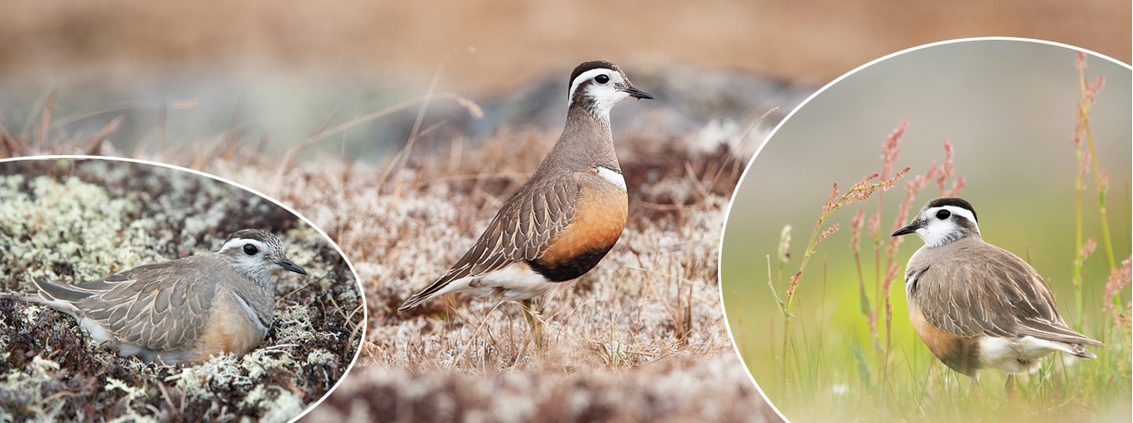 Ornithology | Department of Natural History | UiB