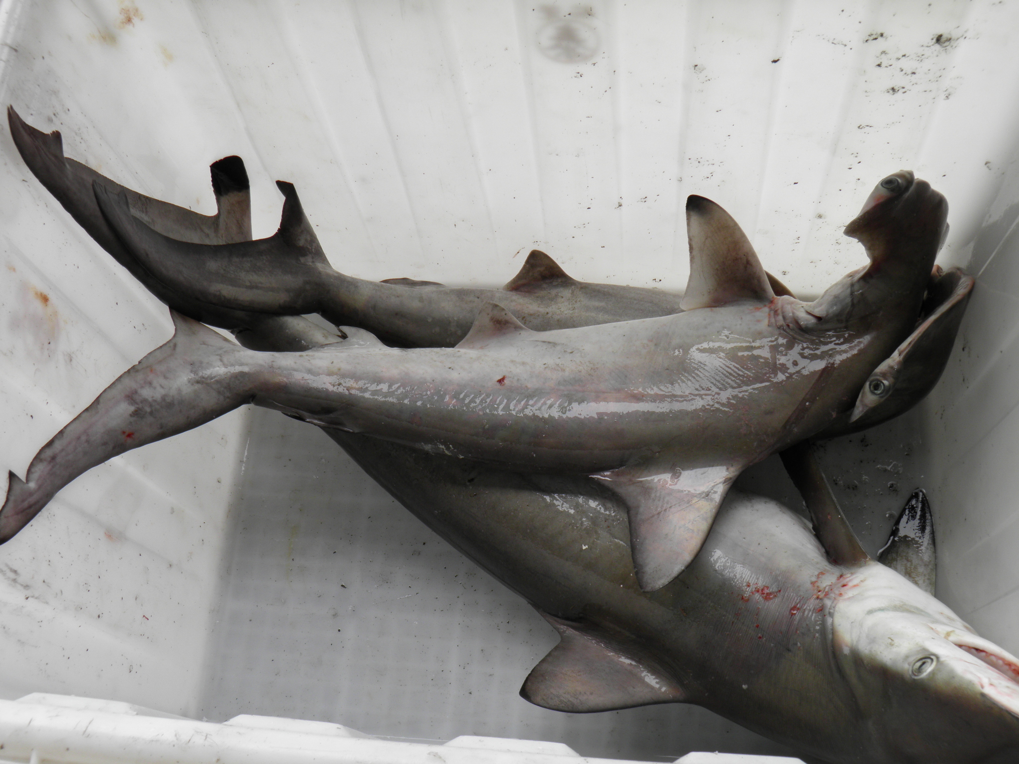 Visiting fish landing sites in Taiwan | Evolutionary ecology | UiB