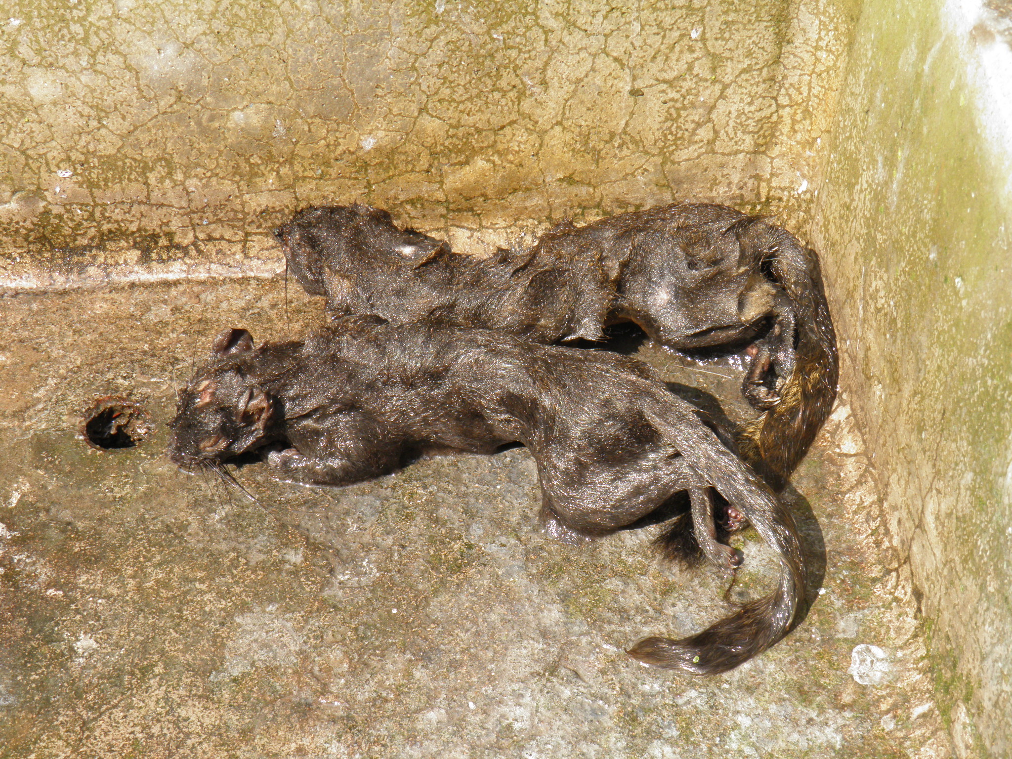 Wildlife in China | Evolutionary ecology | UiB