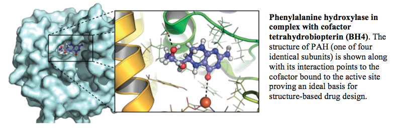 Phenylalanine Hydroxylase Structure